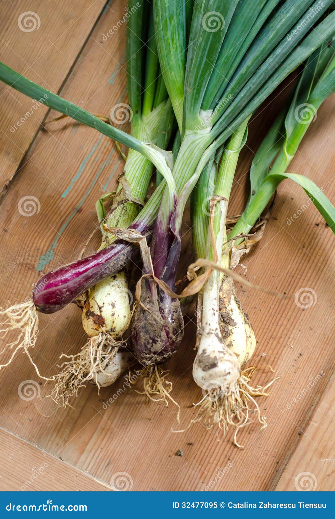 Different Varieties of Spring Onion Stock Image - Image of cuisine ...