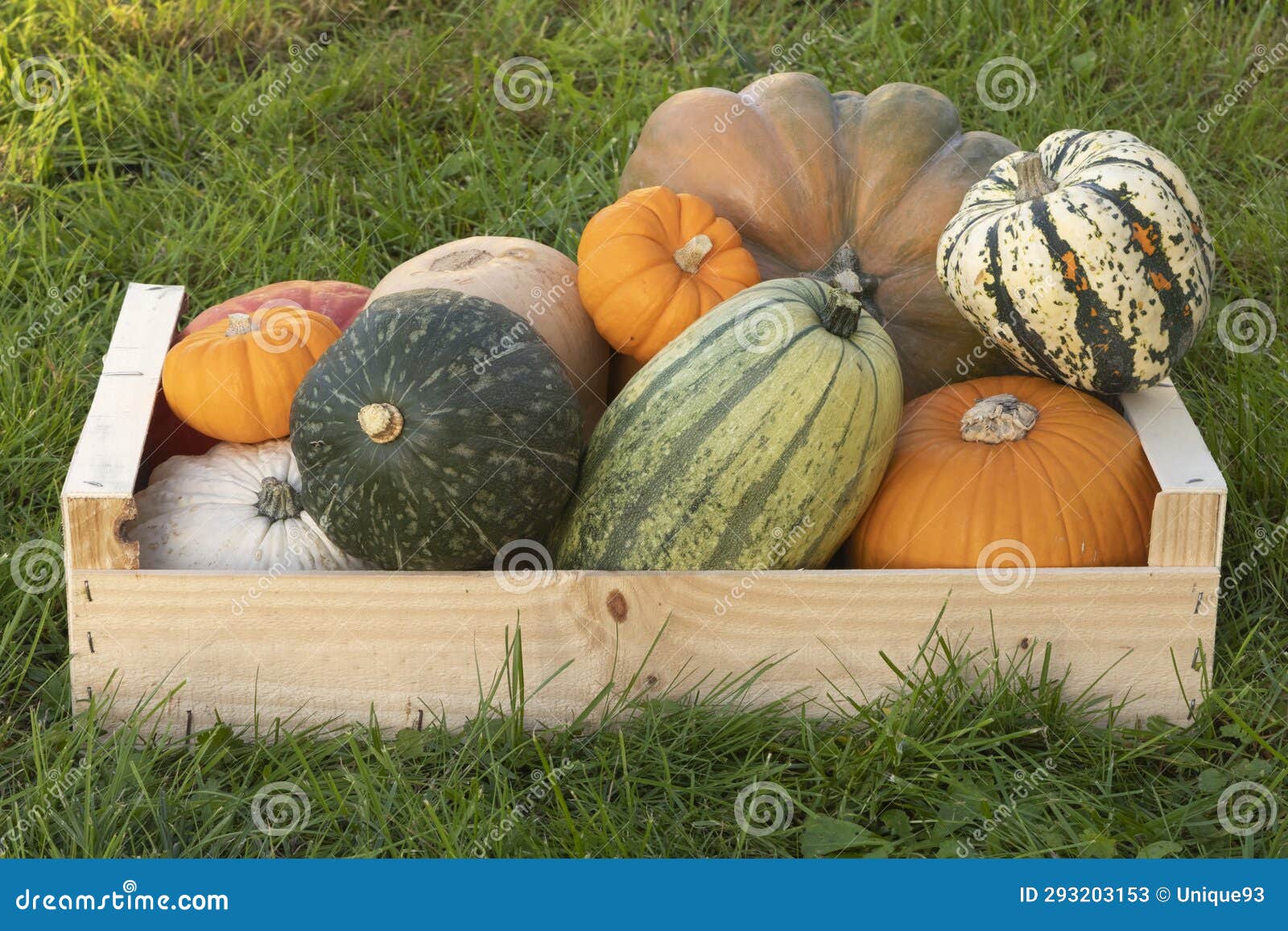 Different Varieties of Squash Harvested in a Crate on the Grass Stock ...