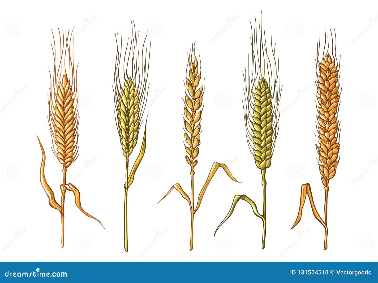 Different Varieties of Wheat Drawn by Hand. Vector Sketch Stock Vector ...