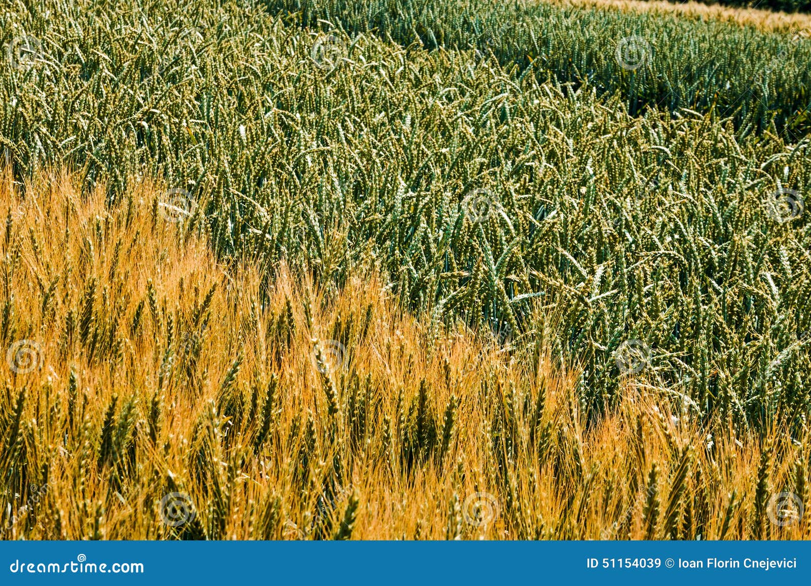 Different Varieties of Wheat 3 Stock Image - Image of food ...