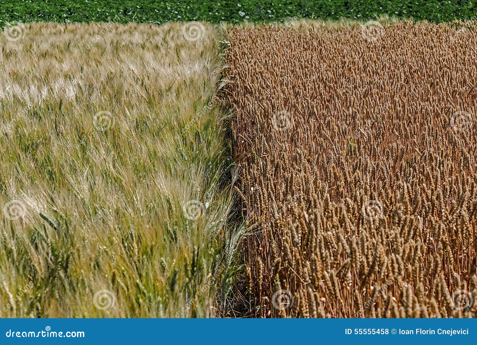 Different Varieties Of Wheat Stock Photo - Image: 55555458