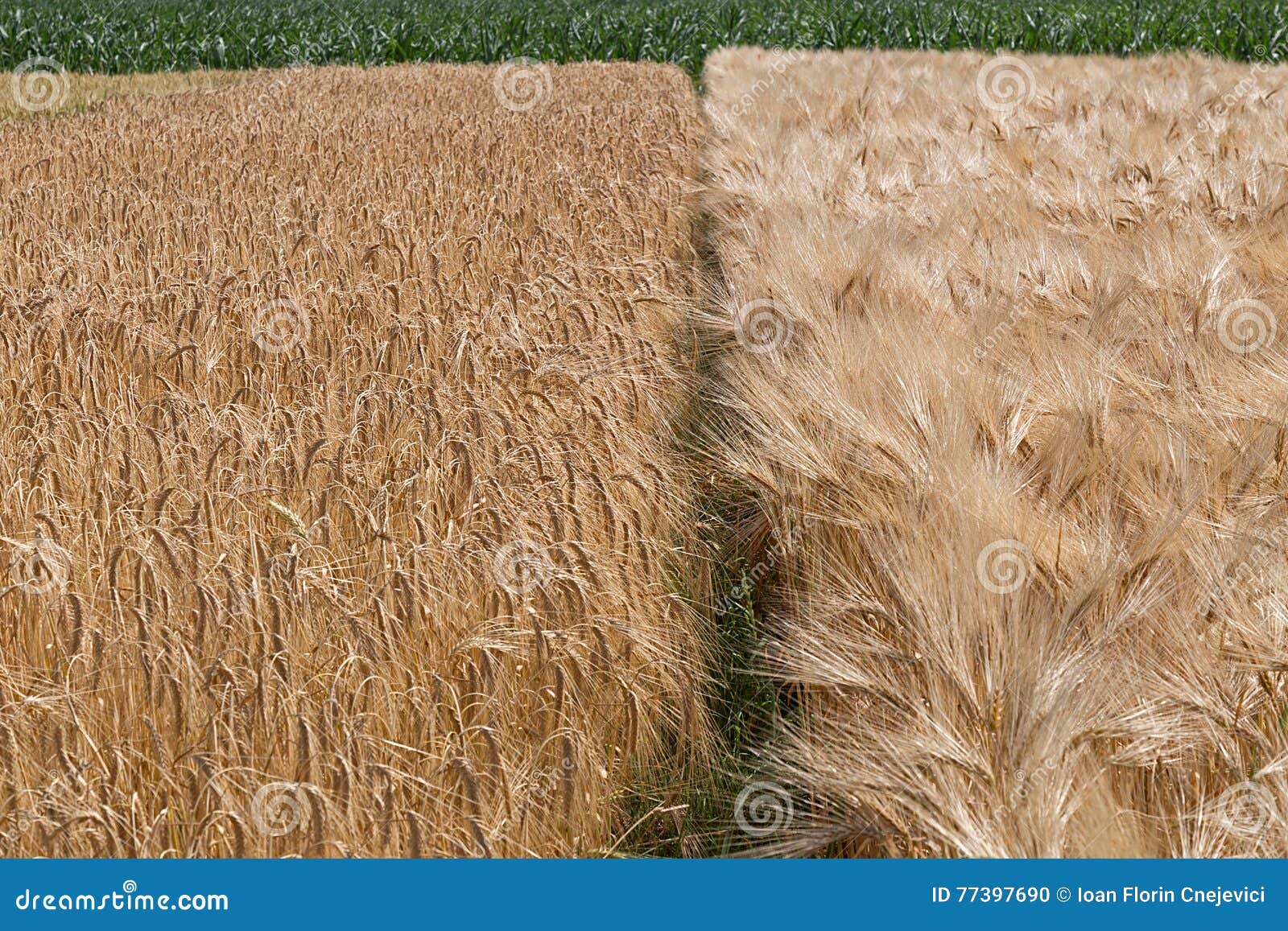 Different Varieties of Wheat Stock Photo - Image of healthy, nature ...