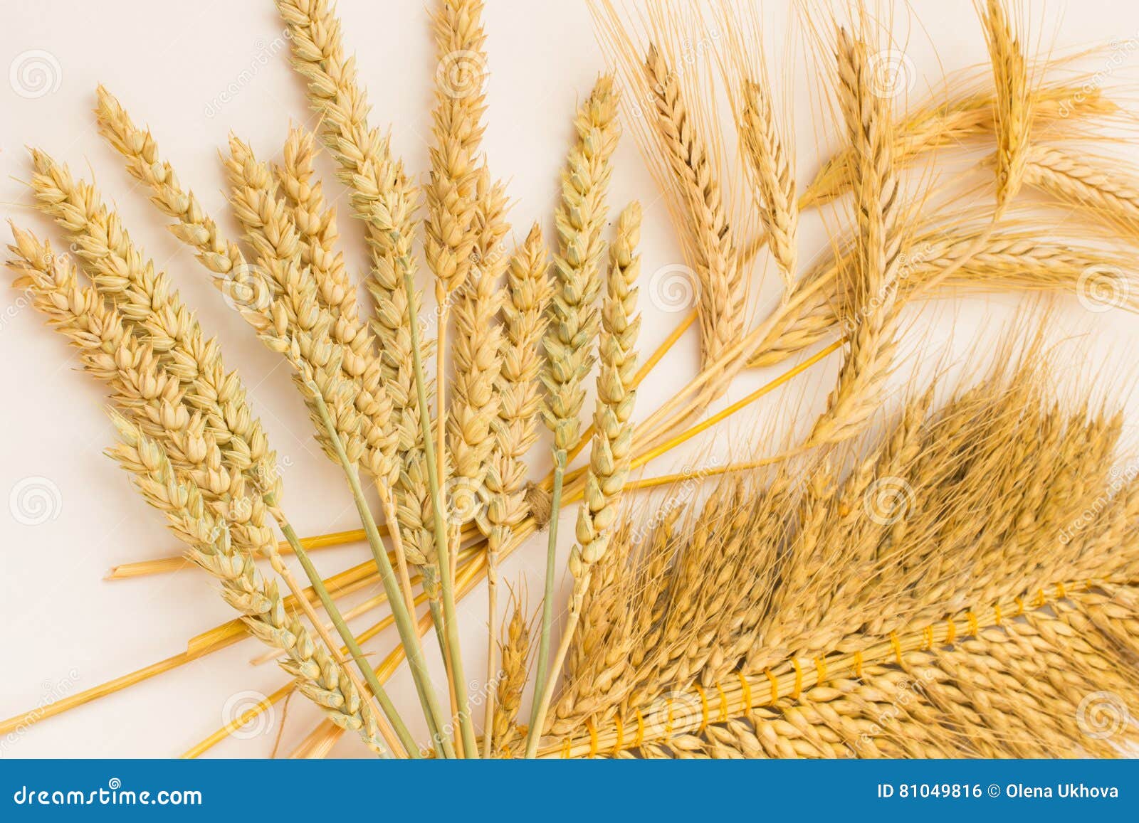 Different Varieties of Wheat on White Background Stock Photo - Image of ...