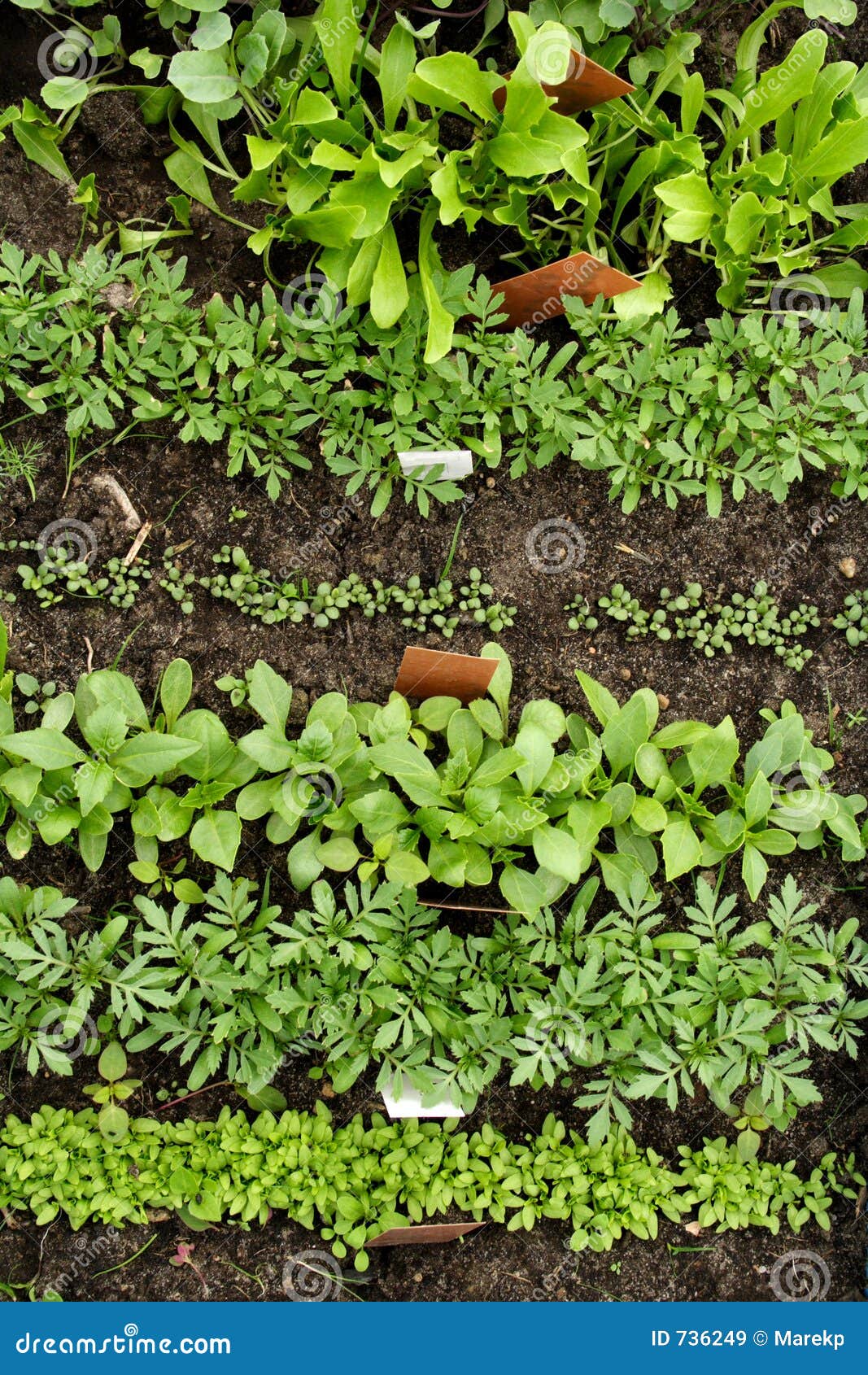Different Vegetable Seedlings with Marking Labels Stock Image - Image ...
