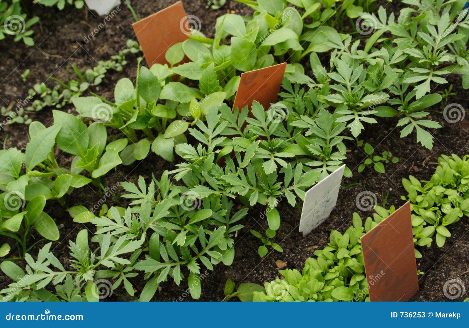 Different Vegetable Seedlings with Marking Labels Stock Image - Image ...