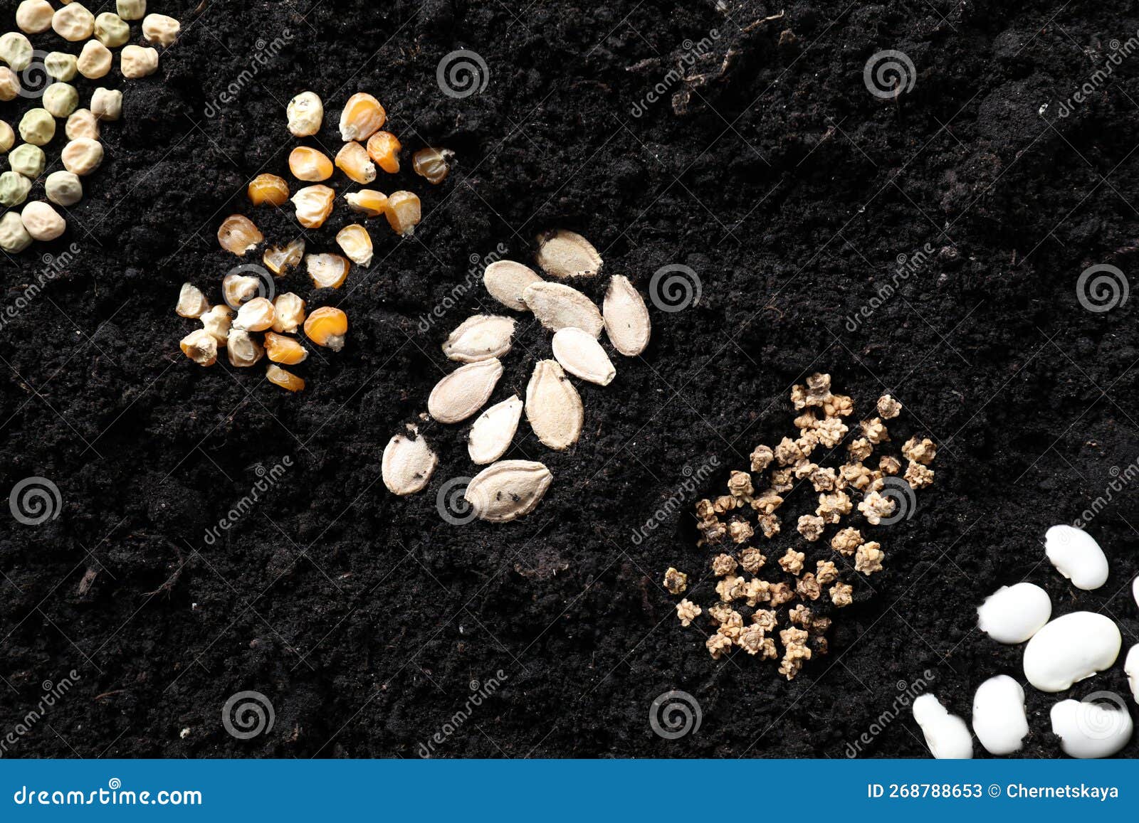 Different Vegetable Seeds on Fertile Soil, Flat Lay Stock Image - Image ...