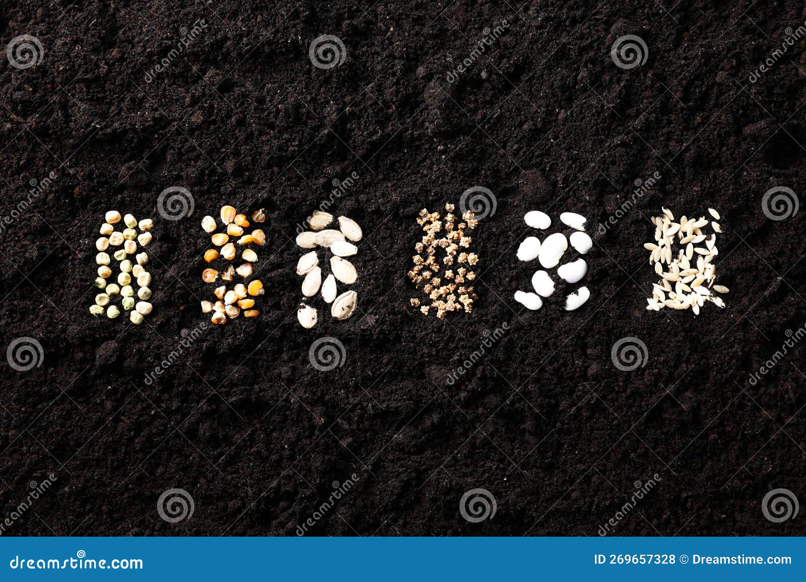Different Vegetable Seeds on Fertile Soil, Flat Lay Stock Photo - Image ...