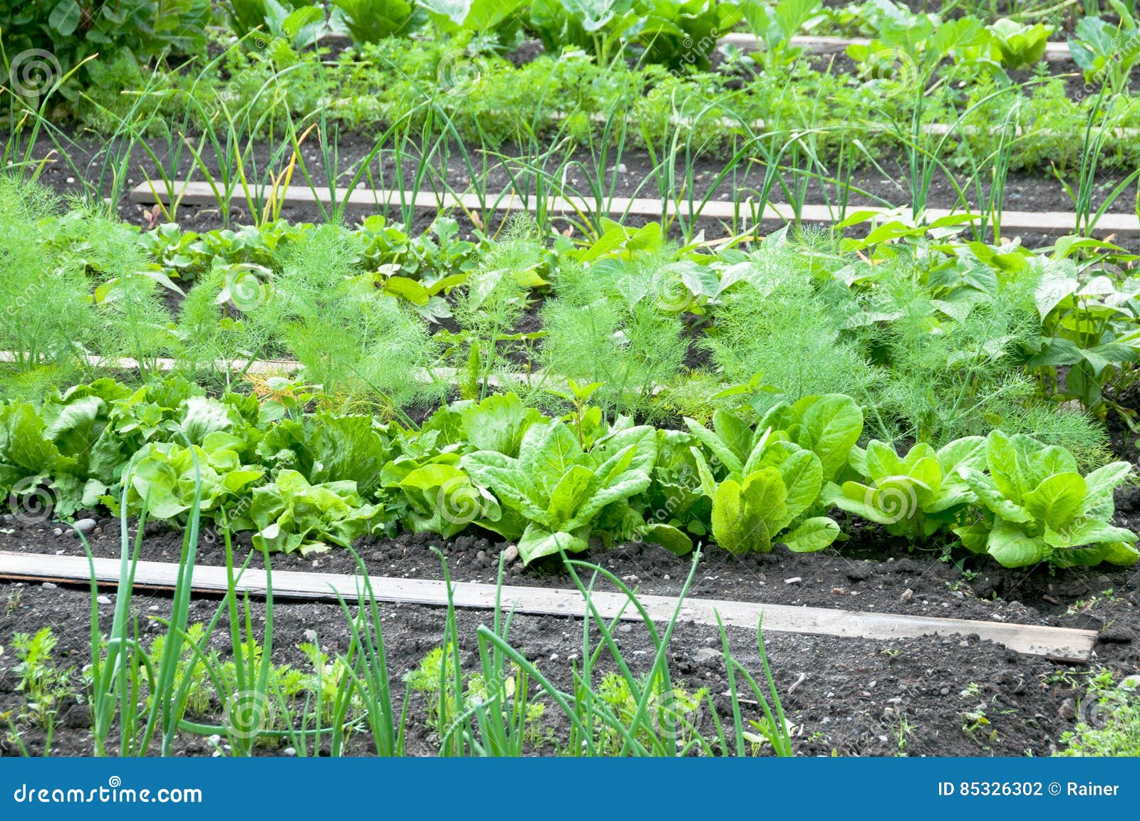 Different Vegetables on a Patch Stock Photo - Image of earth ...