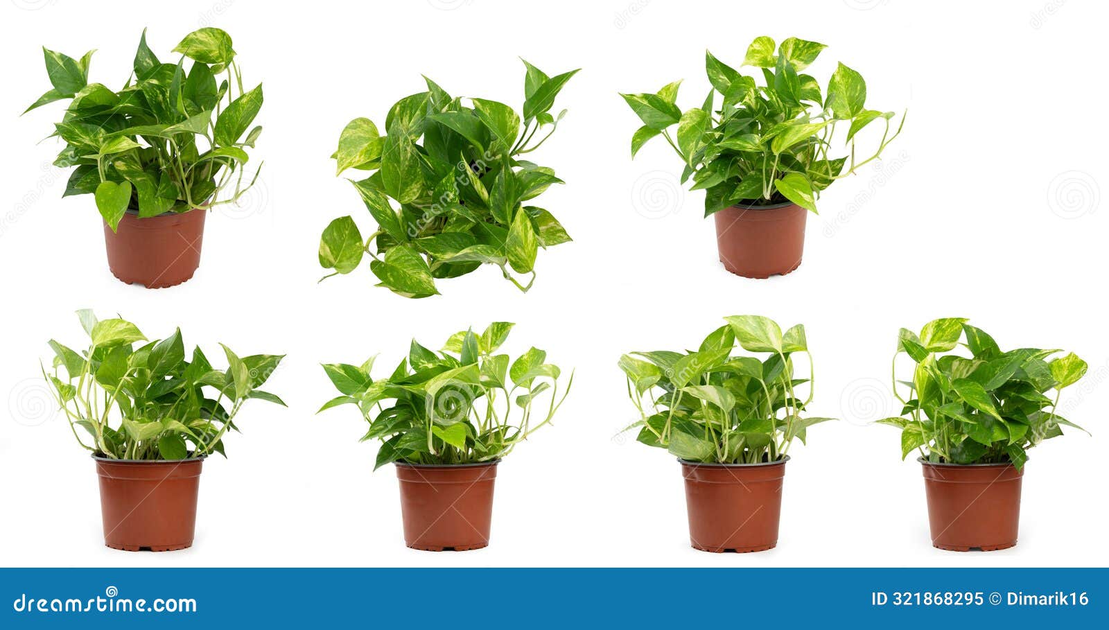 Different View of Epipremnum Flower Stock Image - Image of decoration ...