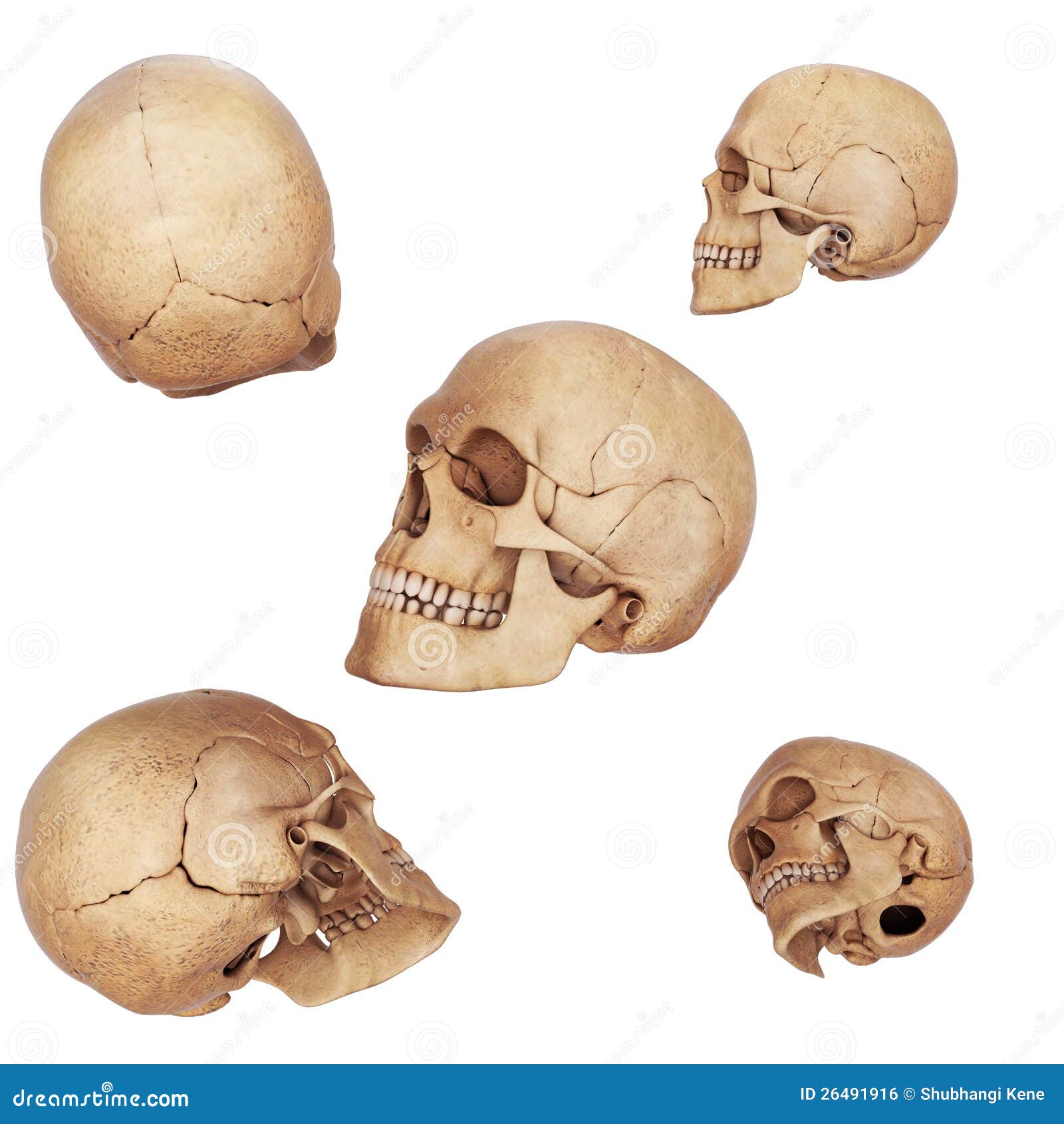 Different view of skulls stock illustration. Illustration of icon ...