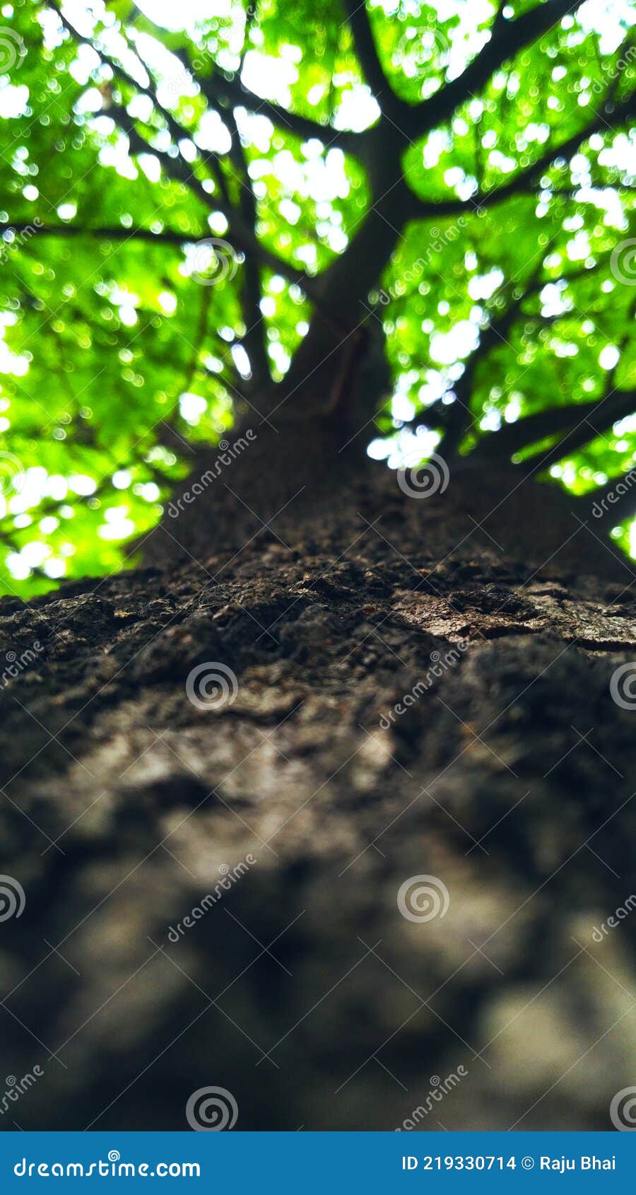 Different view of tree stock photo. Image of nature - 219330714