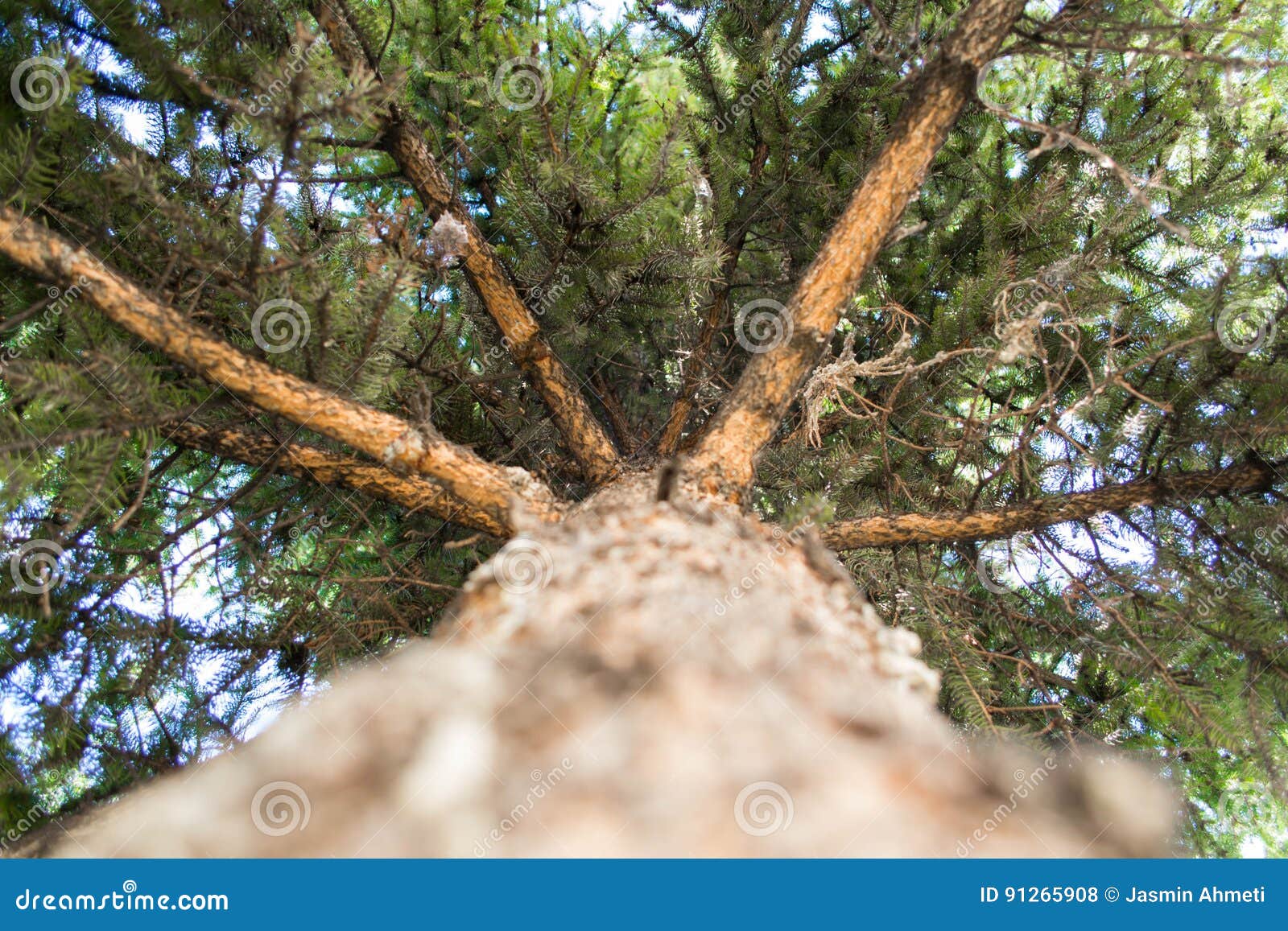 Different view of the tree stock photo. Image of green - 91265908