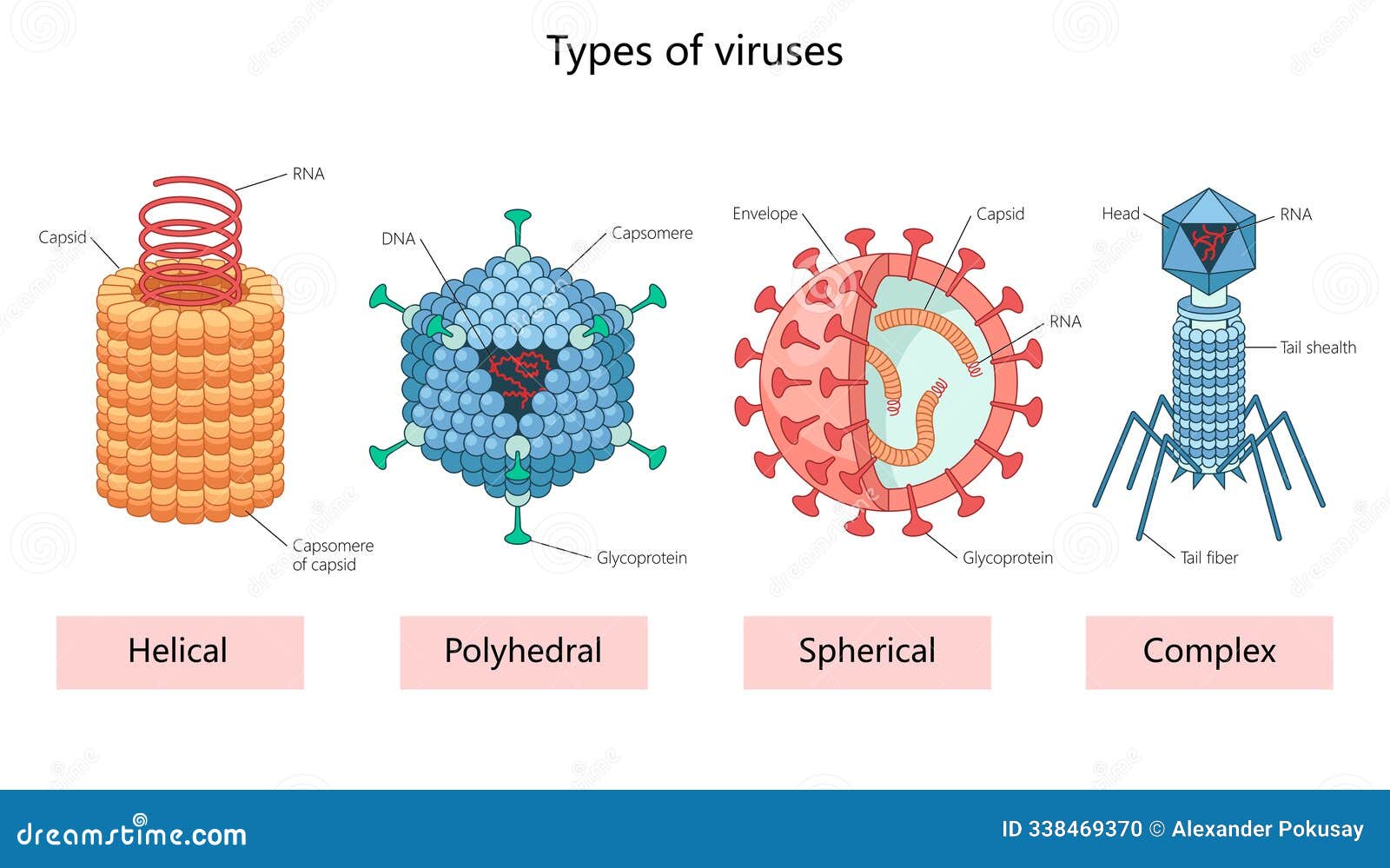Virus Types In Different Shapes And Sizes Cartoon Vector ...