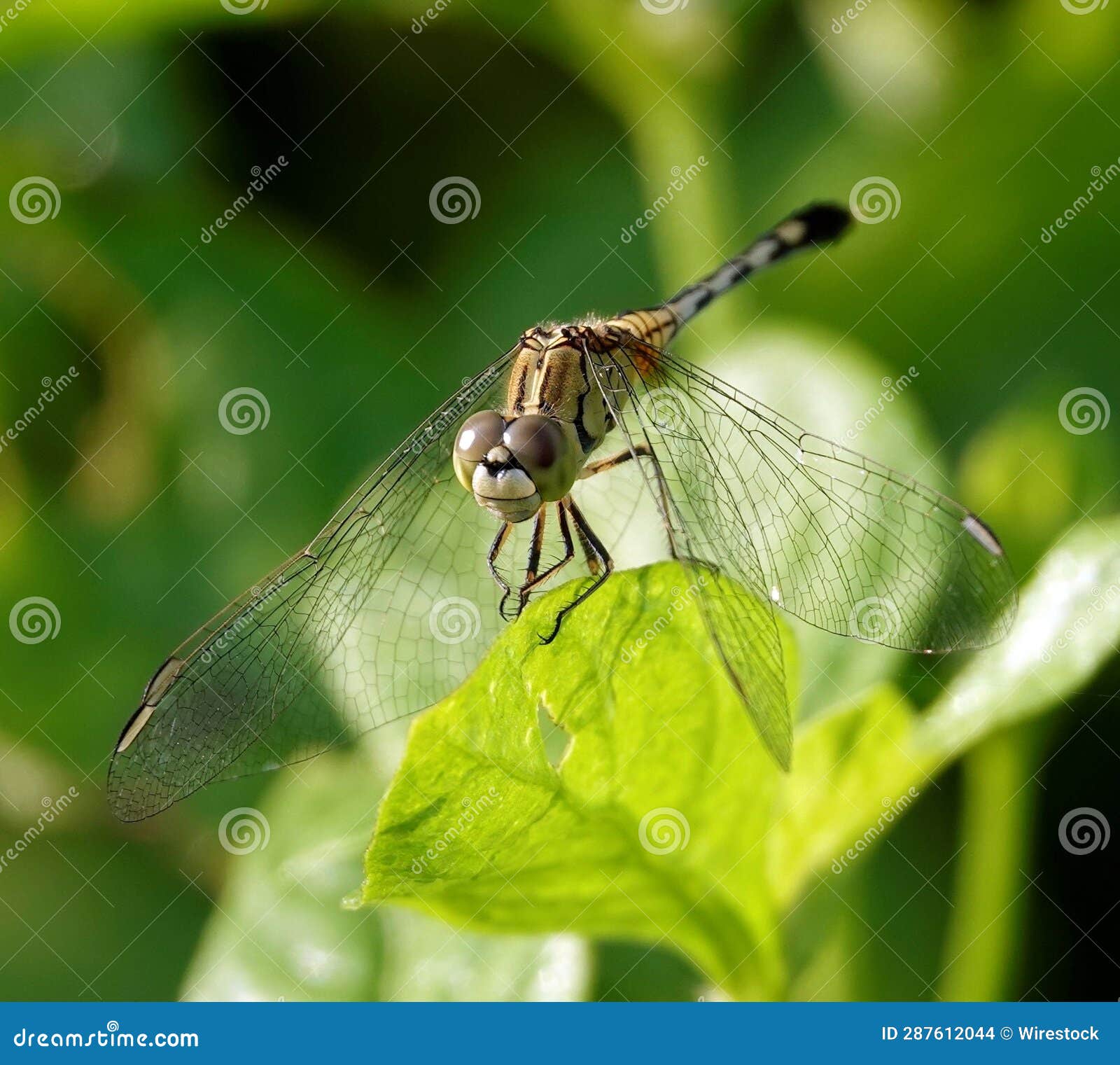Different-winged Dragonfly (Anisoptera) Perched on a Leaf in a Natural ...