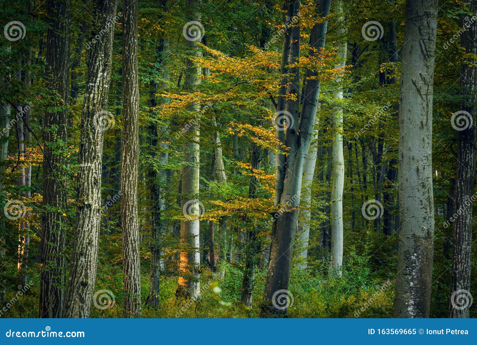 A Different Yellow Colored Tree in a Forest Rich of Green Trees Stock ...