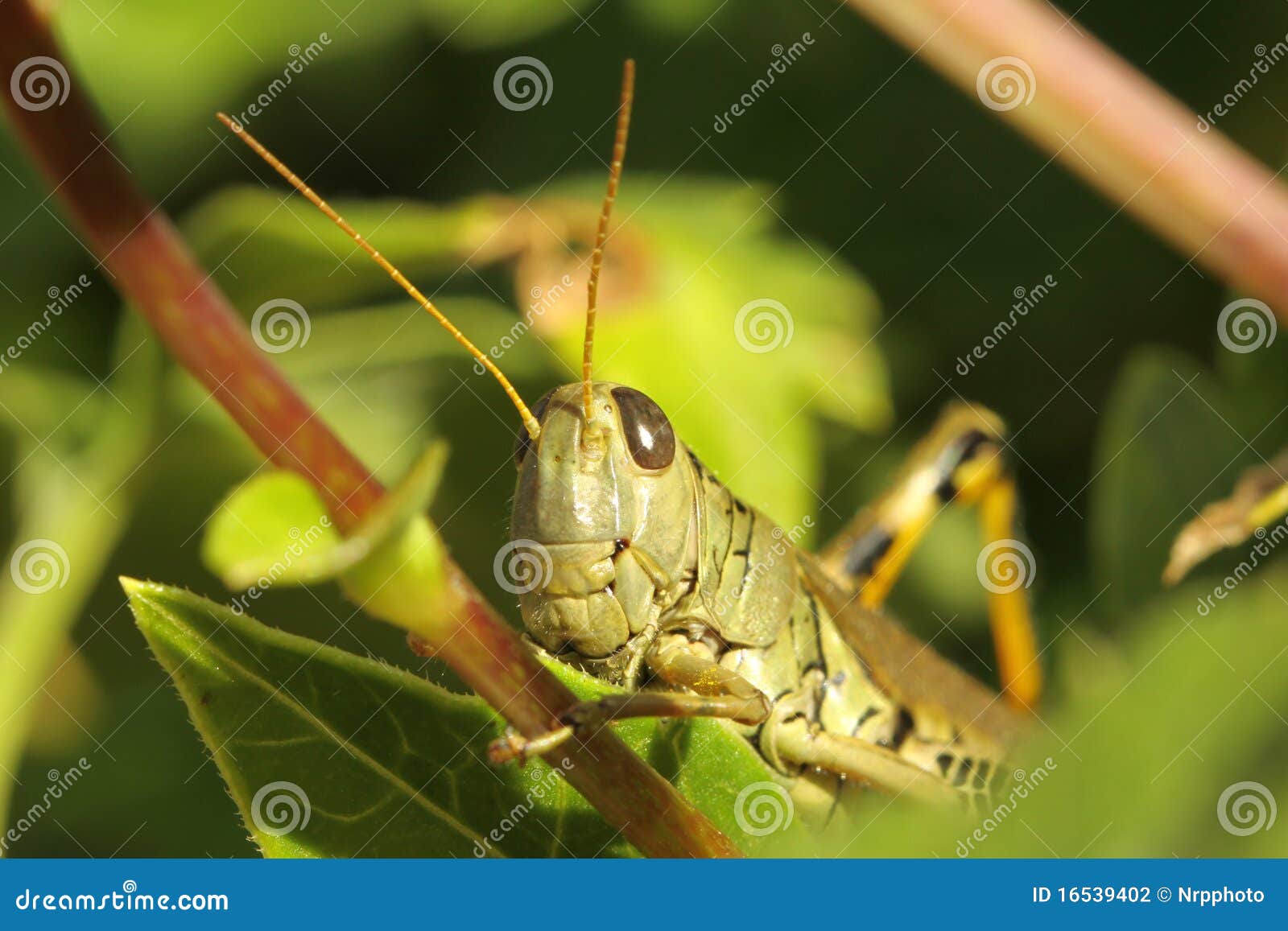 Differential Grasshopper stock photo. Image of teeth - 16539402