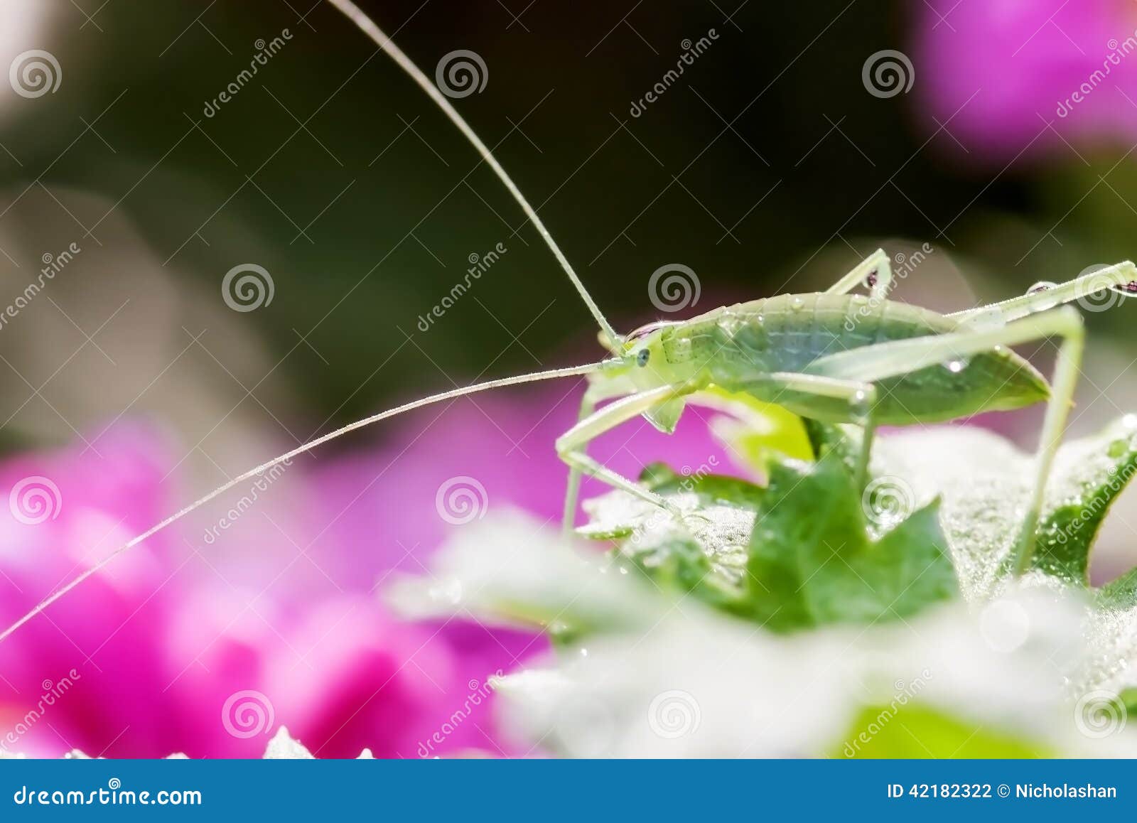 Differential Grasshopper Eating a Leaf Stock Photo - Image of animals ...