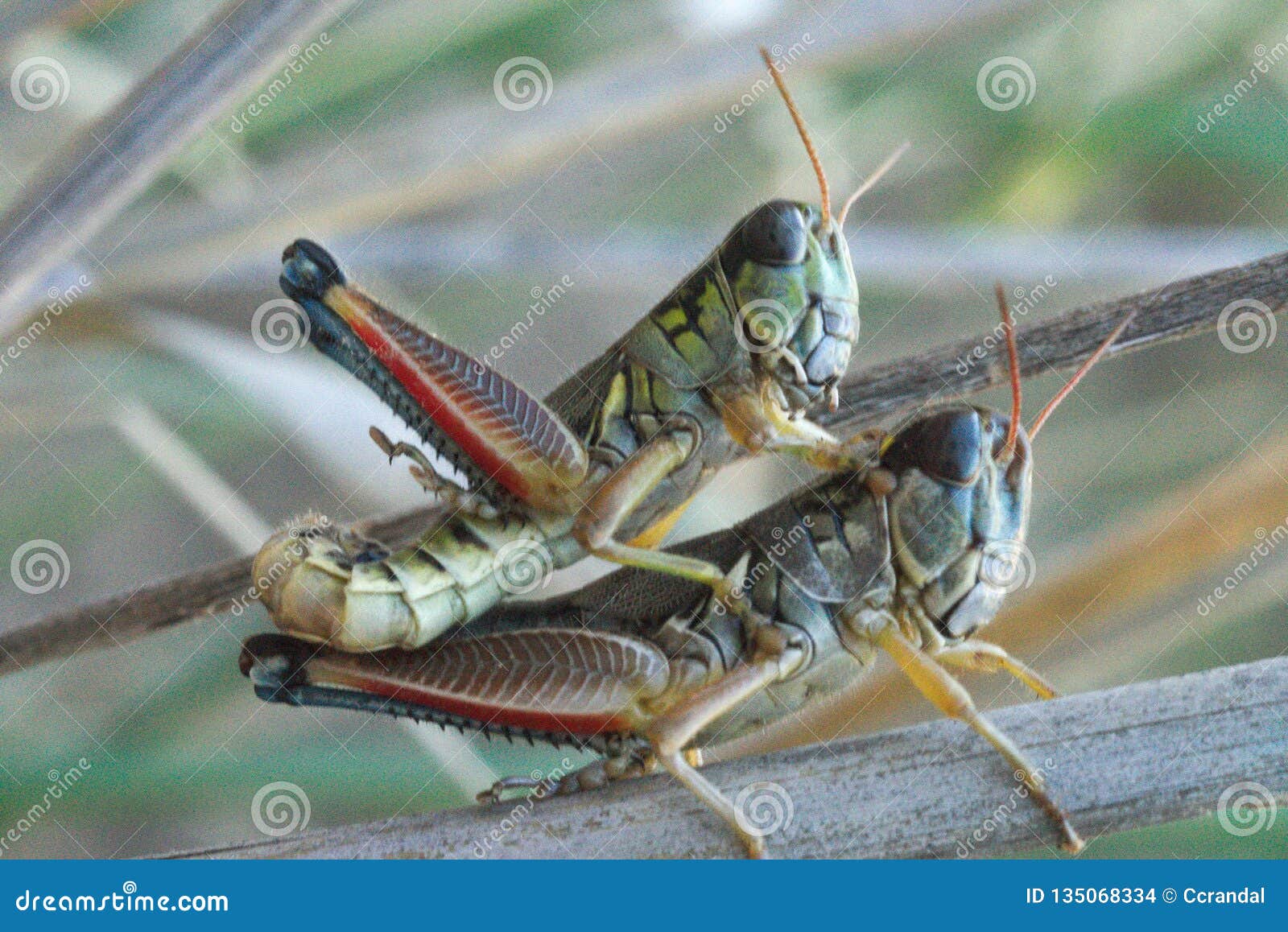 447 Differential Grasshoppers Mating Stock Photo - Image of ground ...