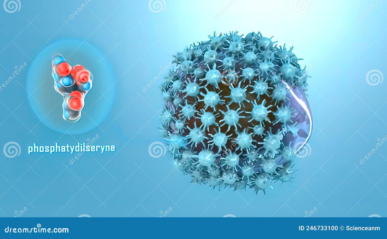 Differential Roles of Tissue Factor and Phosphatidylserine in ...