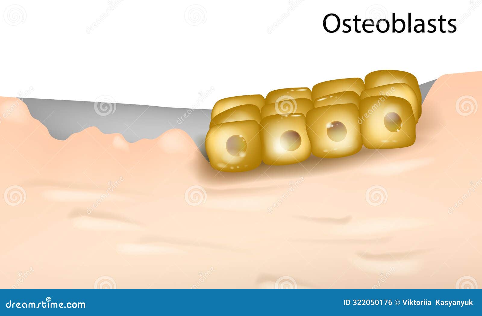 Differentiation of Primary Human Osteoblasts Cells. Stock Vector ...