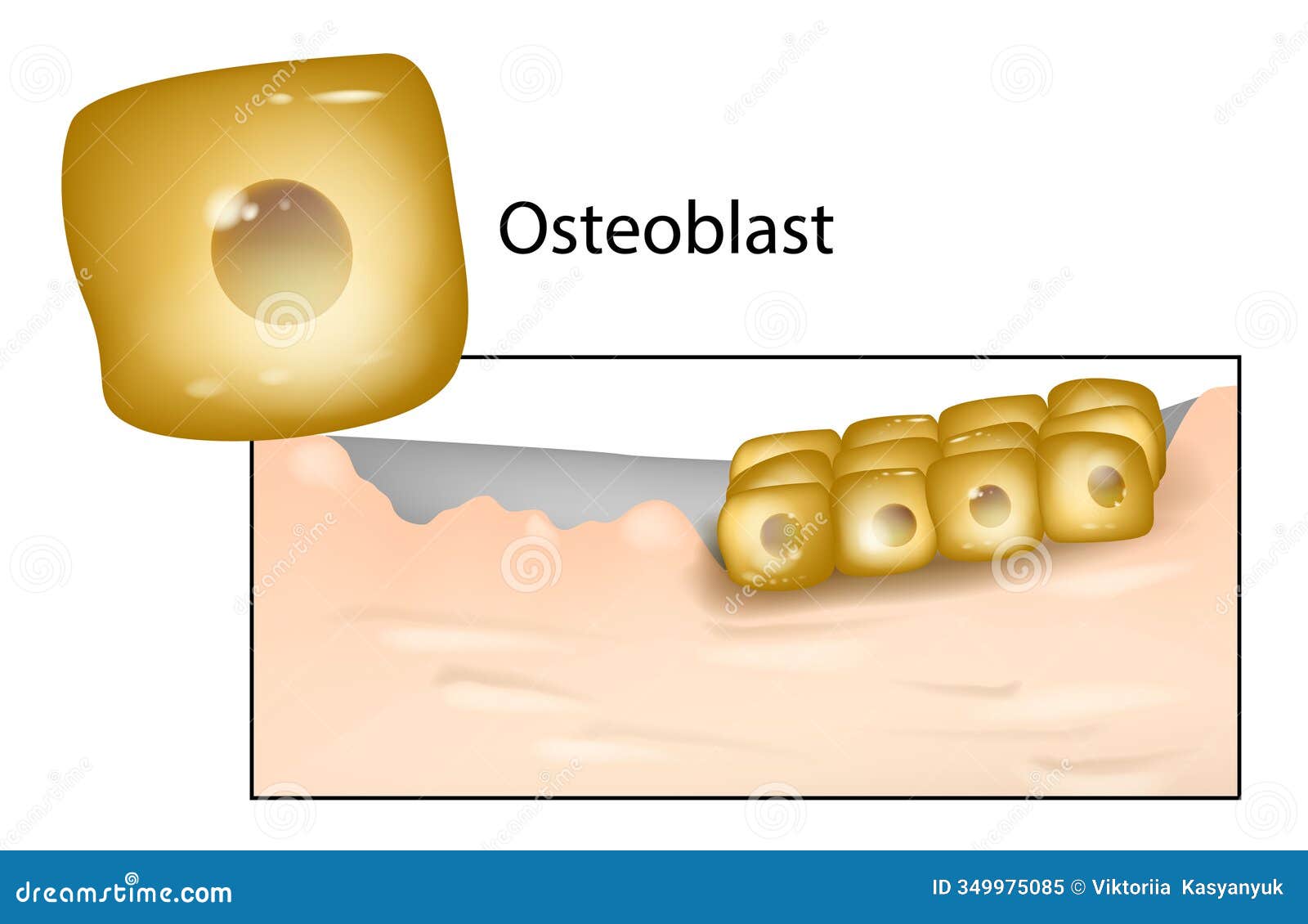 Illustration Showing a Osteoblasts Cells. Osteoblasts and Their ...