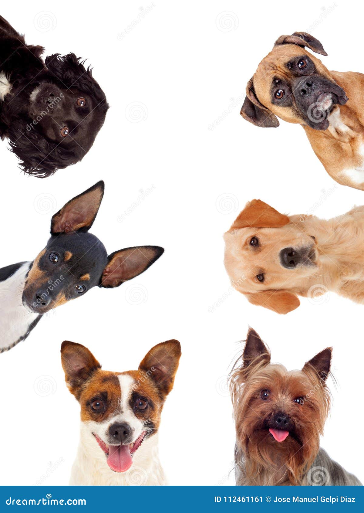 Differents Dogs Looking at Camera Stock Image - Image of friend, head ...