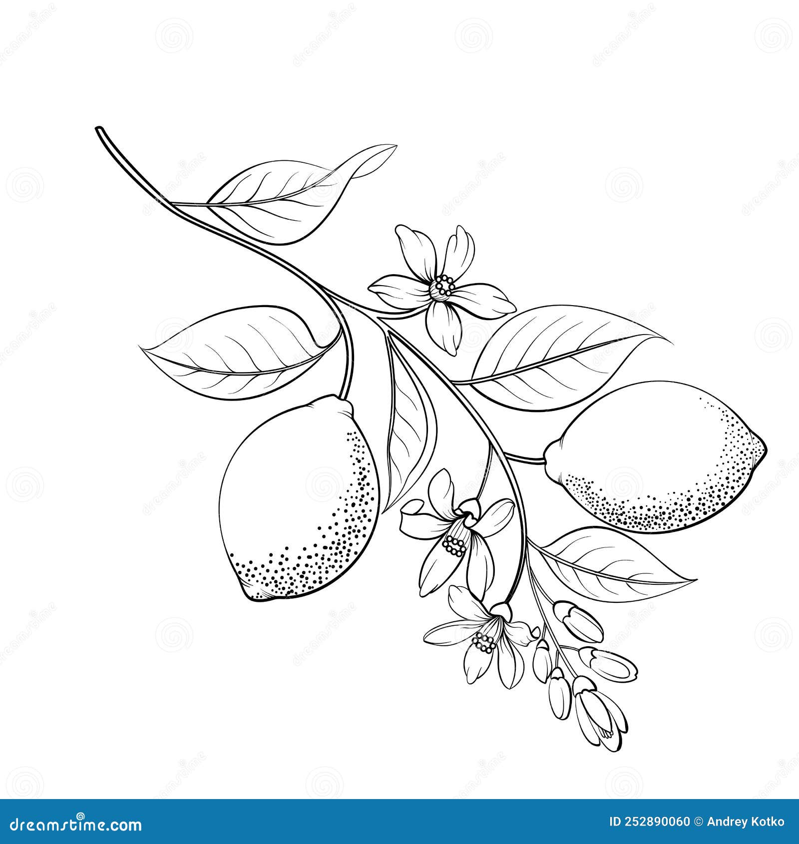 Differents Lemones Branch on White Background. Stock Vector ...