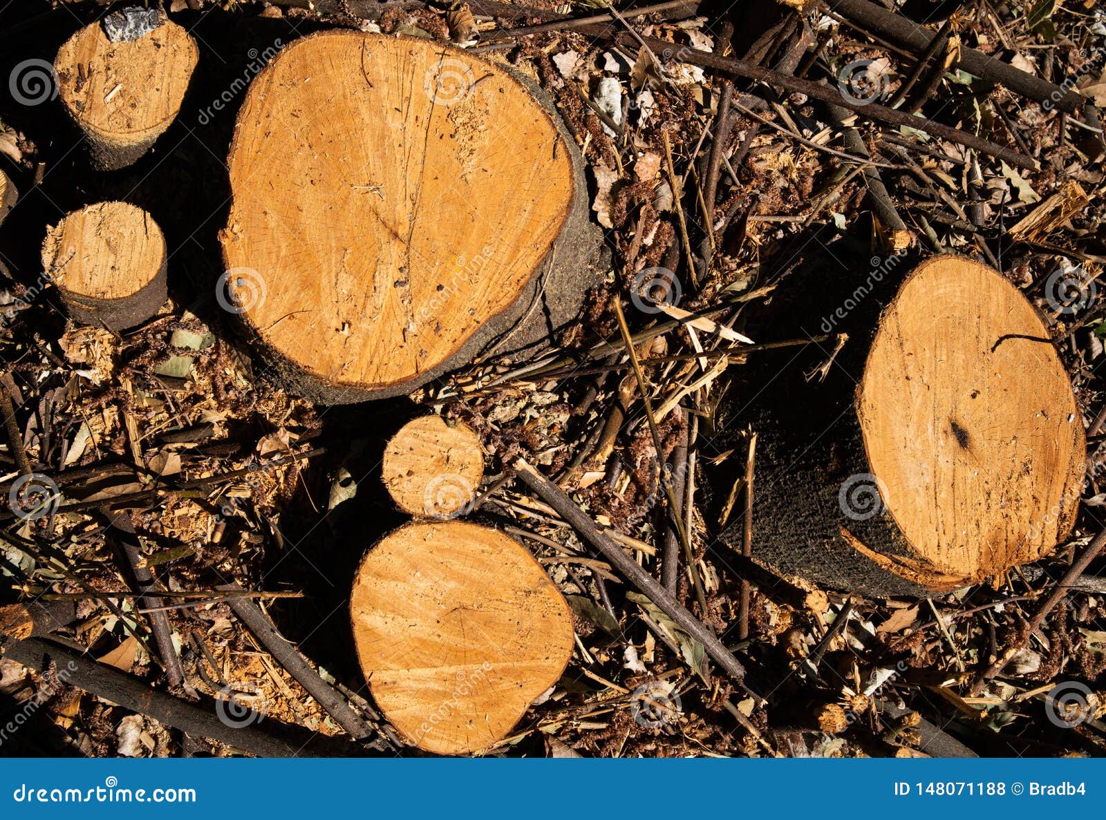 Differents Sections of Trees Stumps Just Cutted Stock Photo - Image of ...