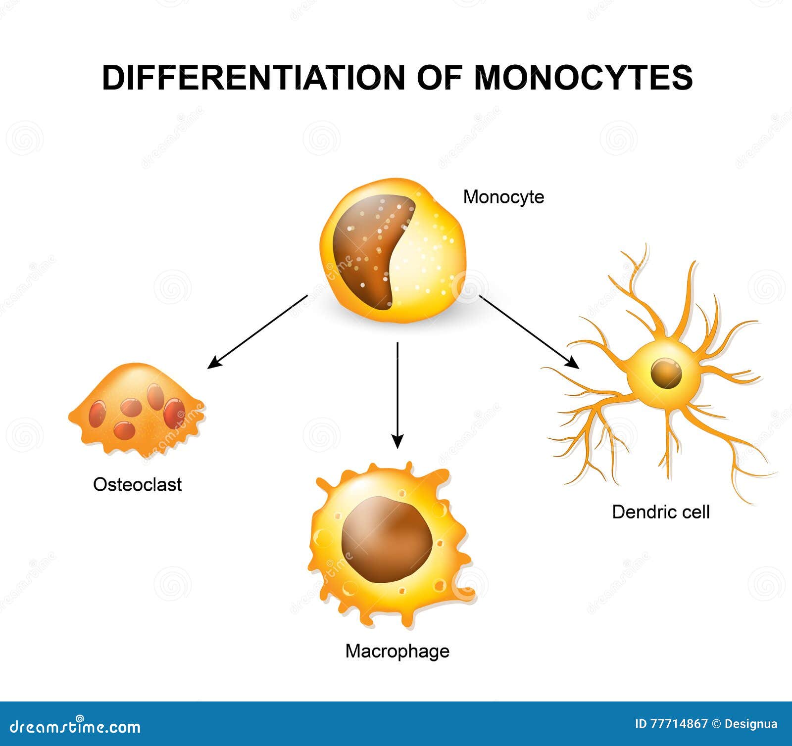 Differenziazione Dei Monociti Illustrazione Vettoriale - Illustrazione ...