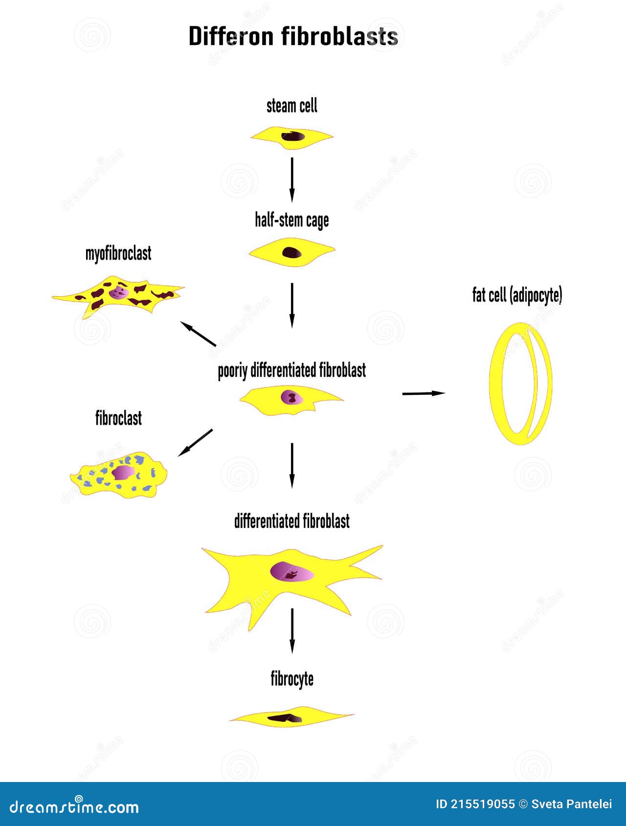 Differon Fibroblasts Scheme, Formation of the Extracellular Matrix ... Differon Fibroblasts Scheme, Formation of the Extracellular Matrix ...