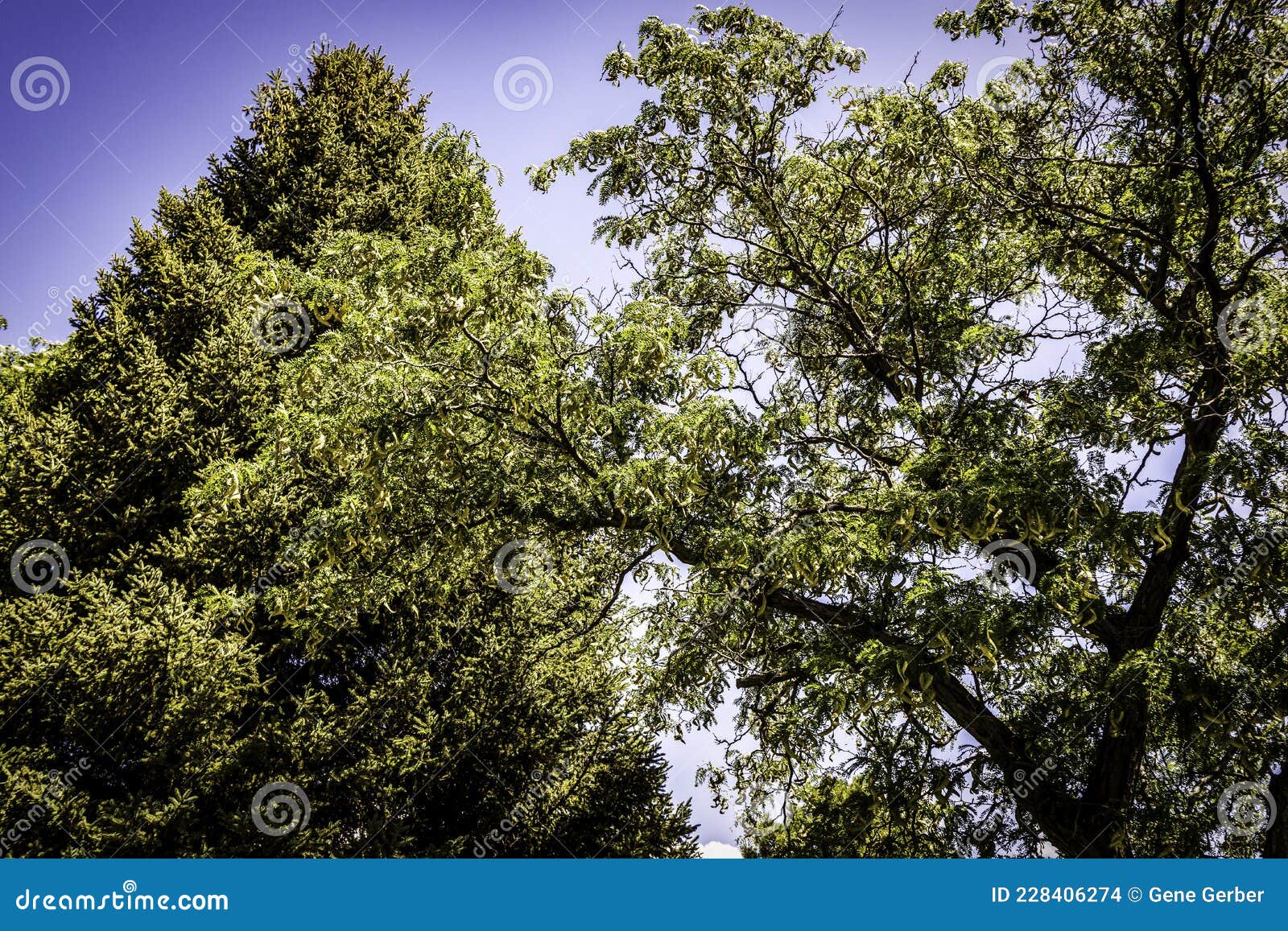 A Pair of Trees stock photo. Image of deciduous, wooded - 228406274