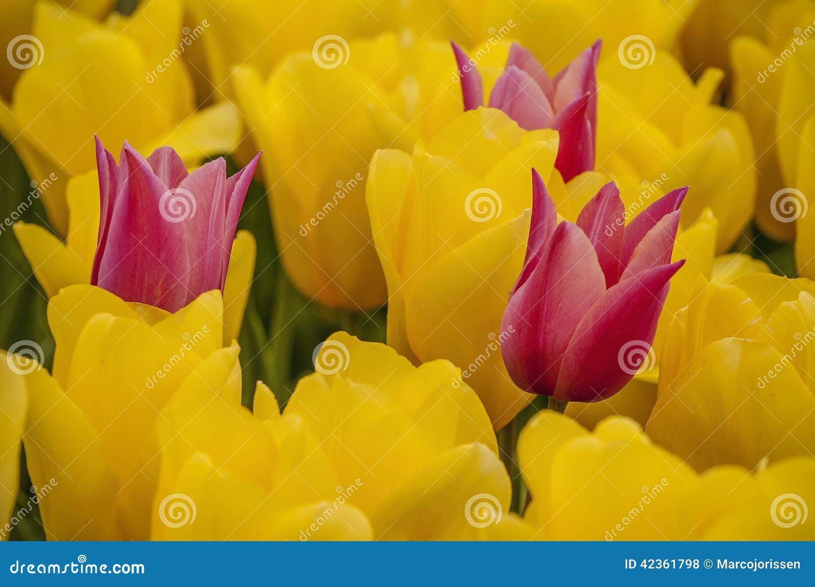 Differt stock photo. Image of bollenvelden, dutch, tulip - 42361798