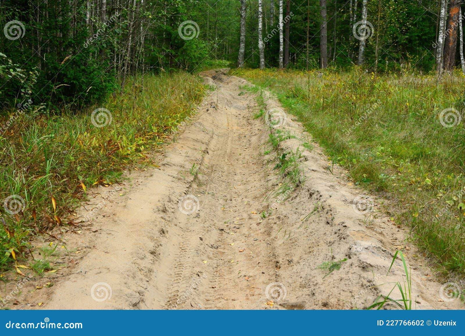 A Difficult Dirt Road in a Mixed Forest Stock Photo - Image of meadow ...