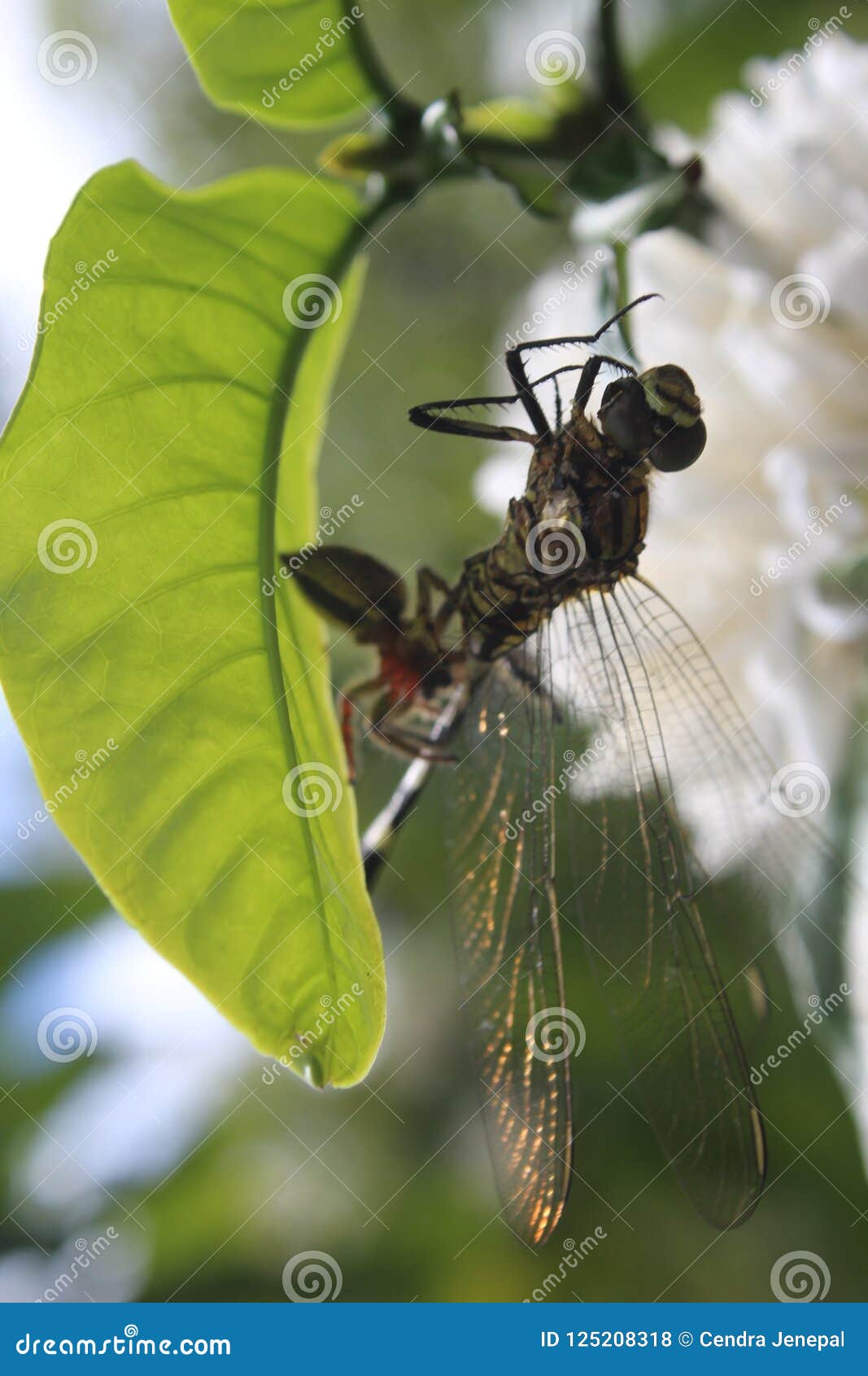 Dragonflies in prey stock photo. Image of dragonflies - 125208318