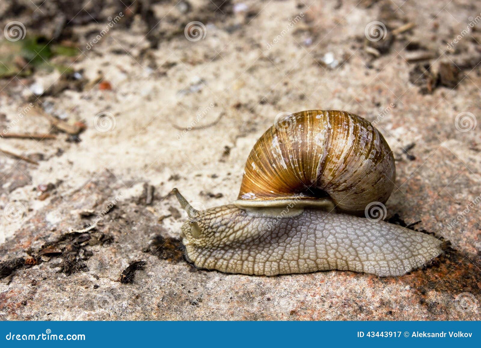 Desert Snail Shells