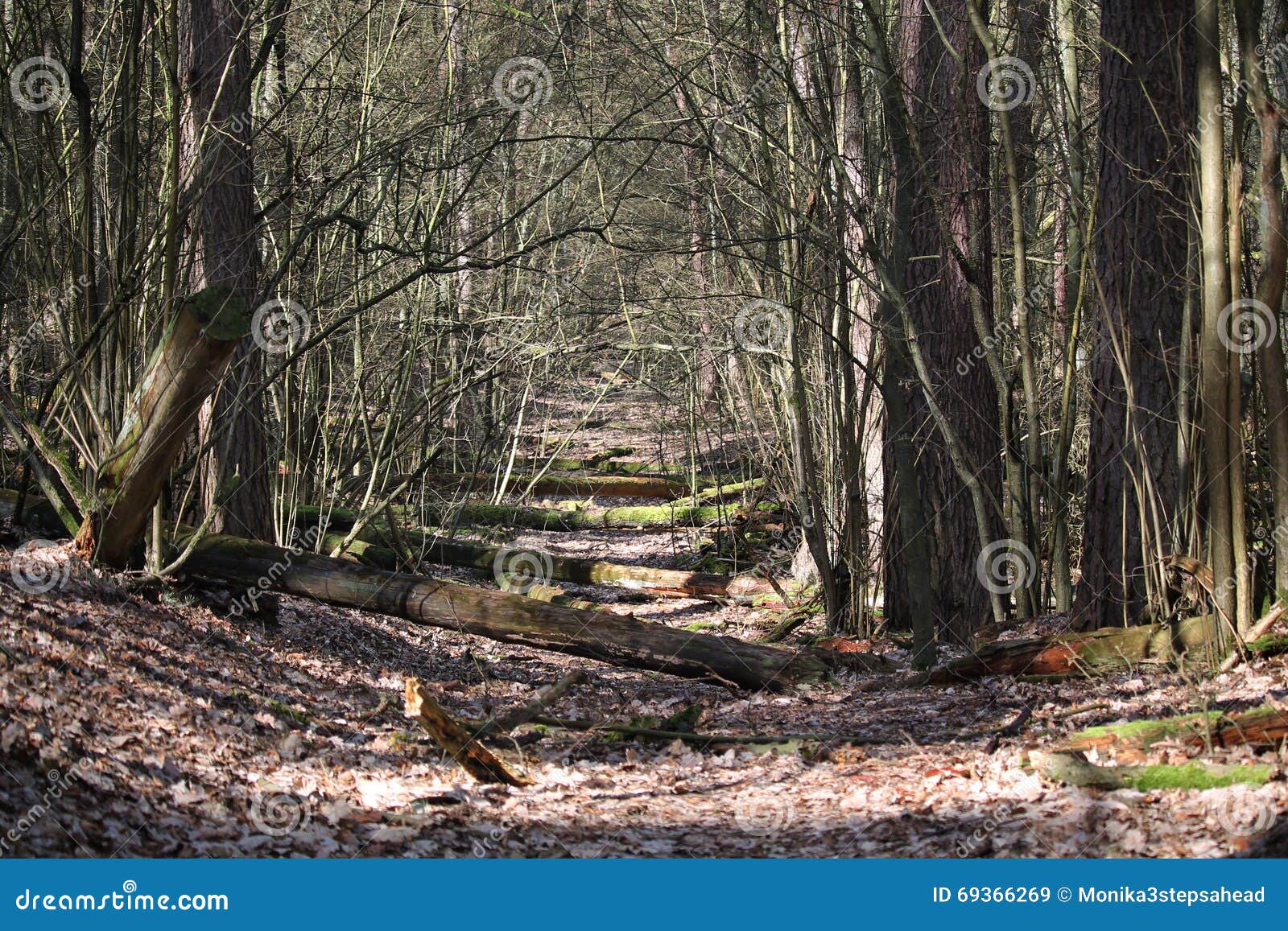 Difficult Way through the Wild Forest Stock Image - Image of reserve ...