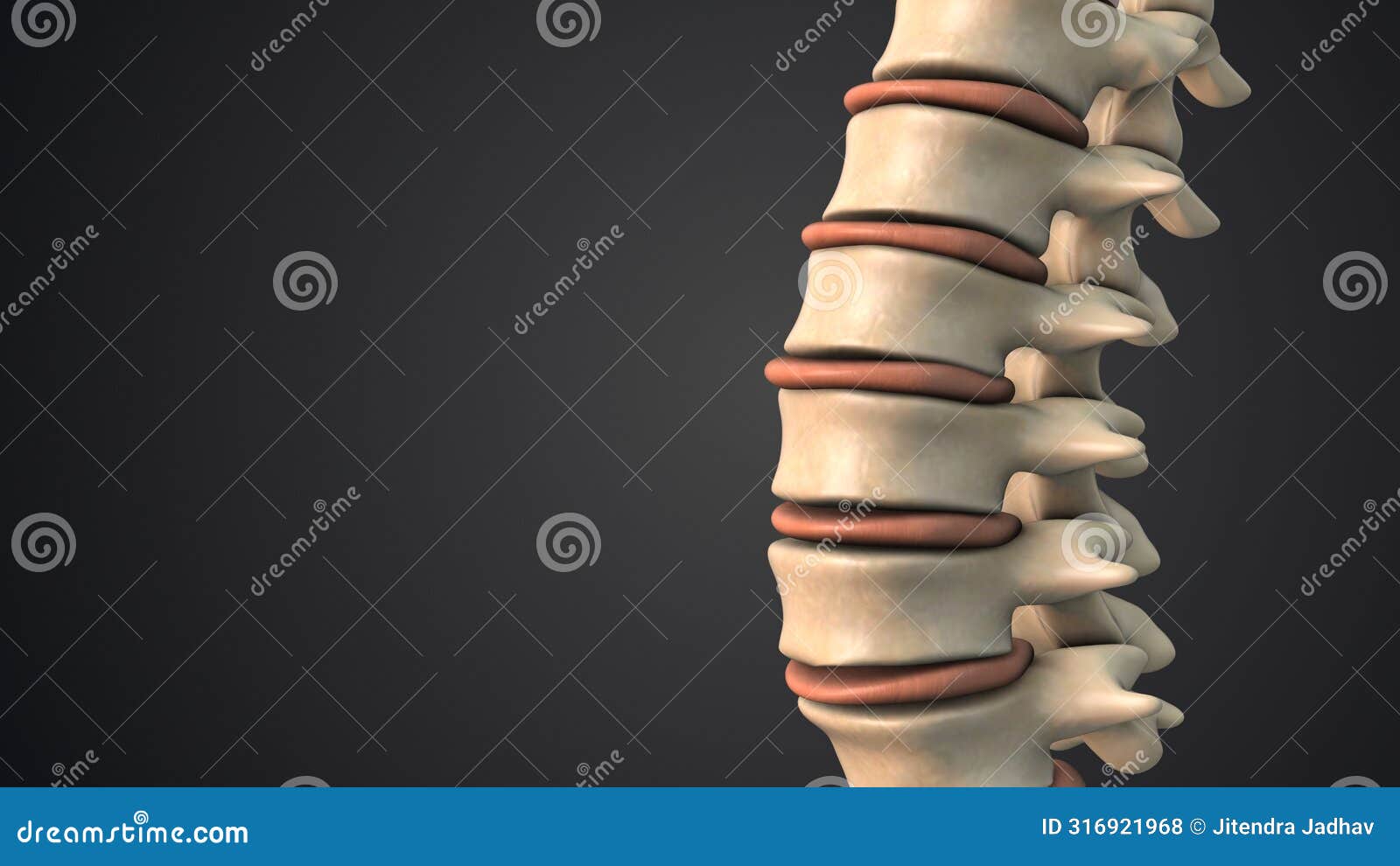Difficulties with the Human Spinal Discs Stock Illustration ...
