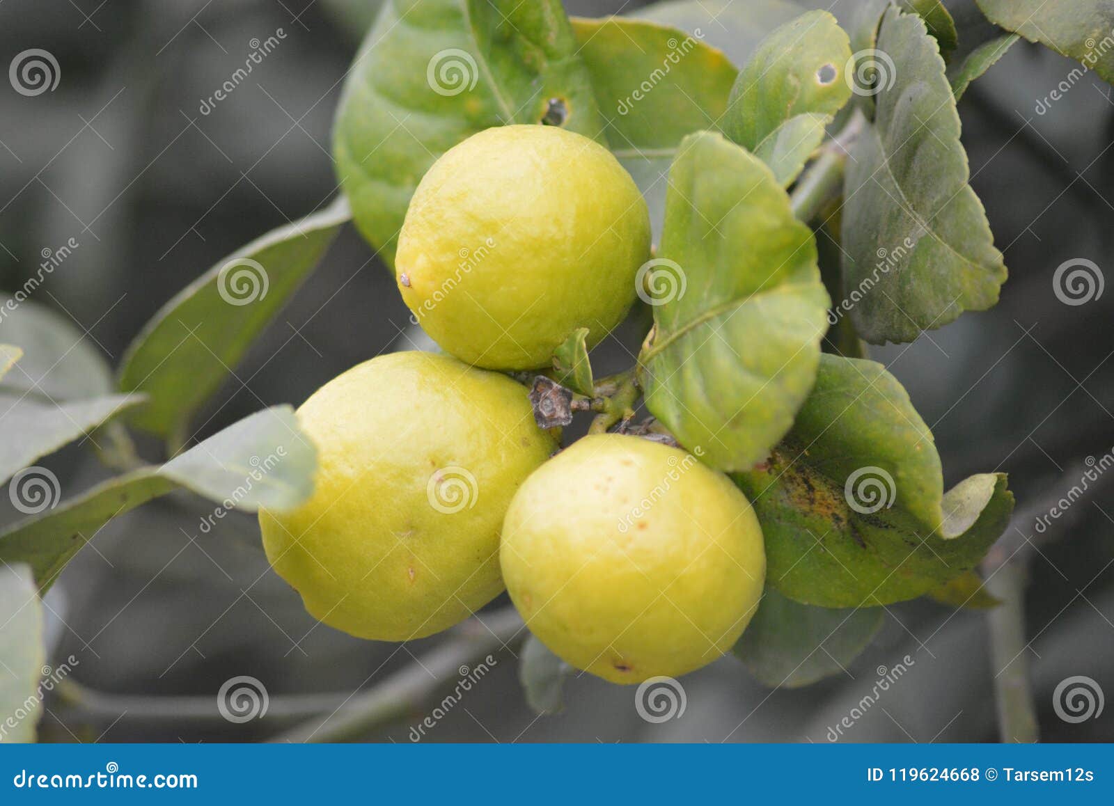 A Big Lime Plant with Grren Garden Stock Photo - Image of bridge ...