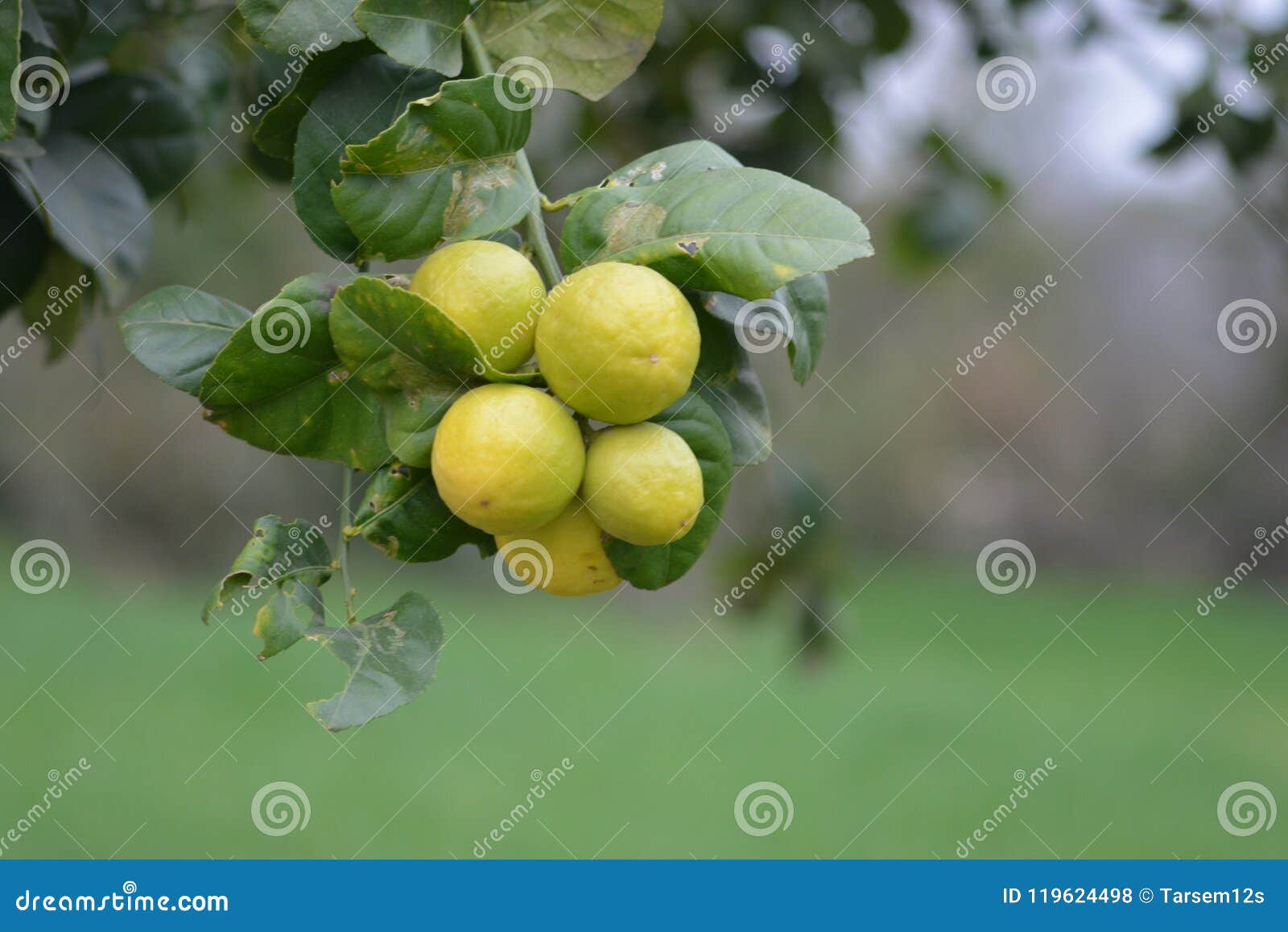 A Big Lime Plant with Grren Garden Stock Photo - Image of himachal ...
