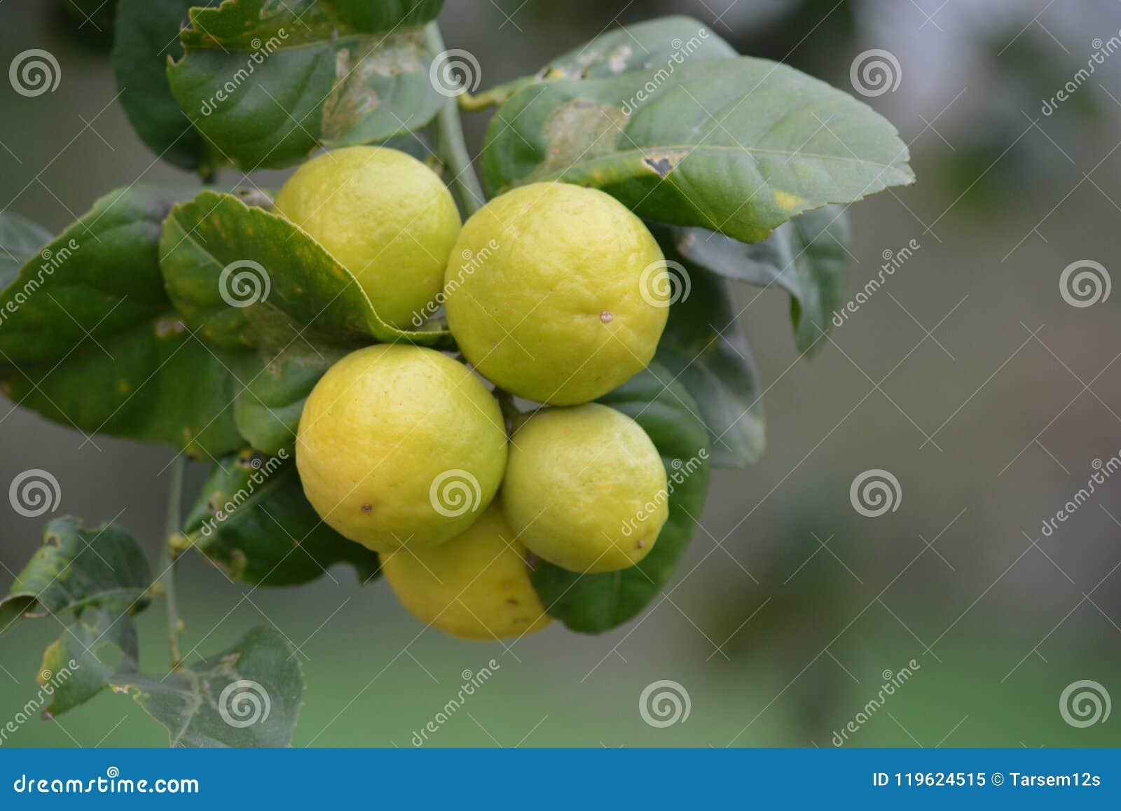 A Big Lime Plant with Grren Garden Stock Image - Image of forterrace ...