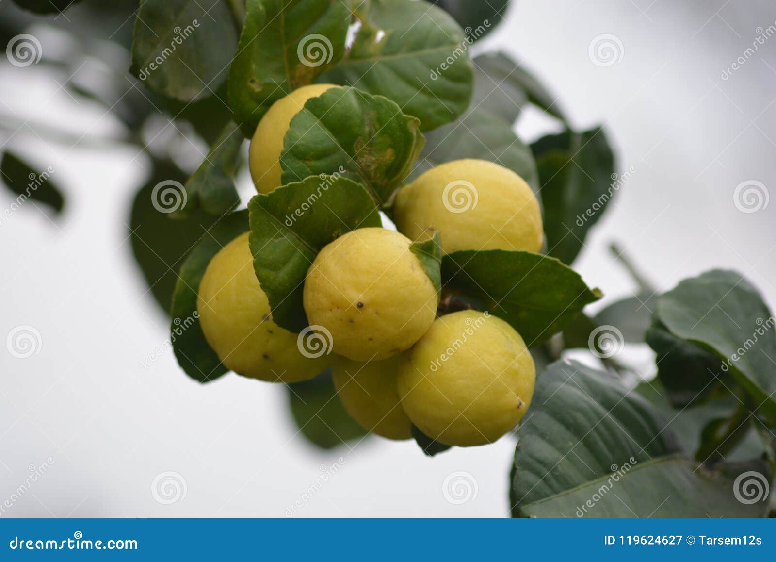 A Big Lime Plant with Grren Garden Stock Image - Image of beautiful ...