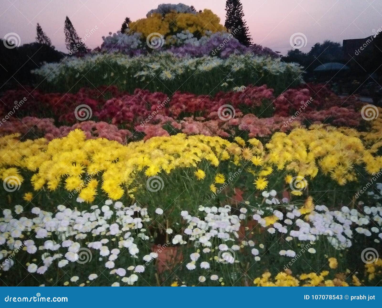 Diffrent Flowers with Diffrent Colours Stock Image - Image of diffrent ...
