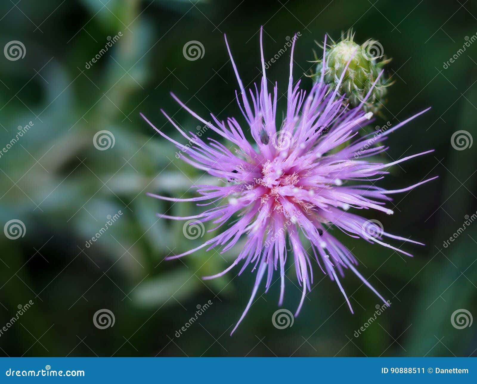 Diffuse Knapweed with Bud stock image. Image of purple - 90888511
