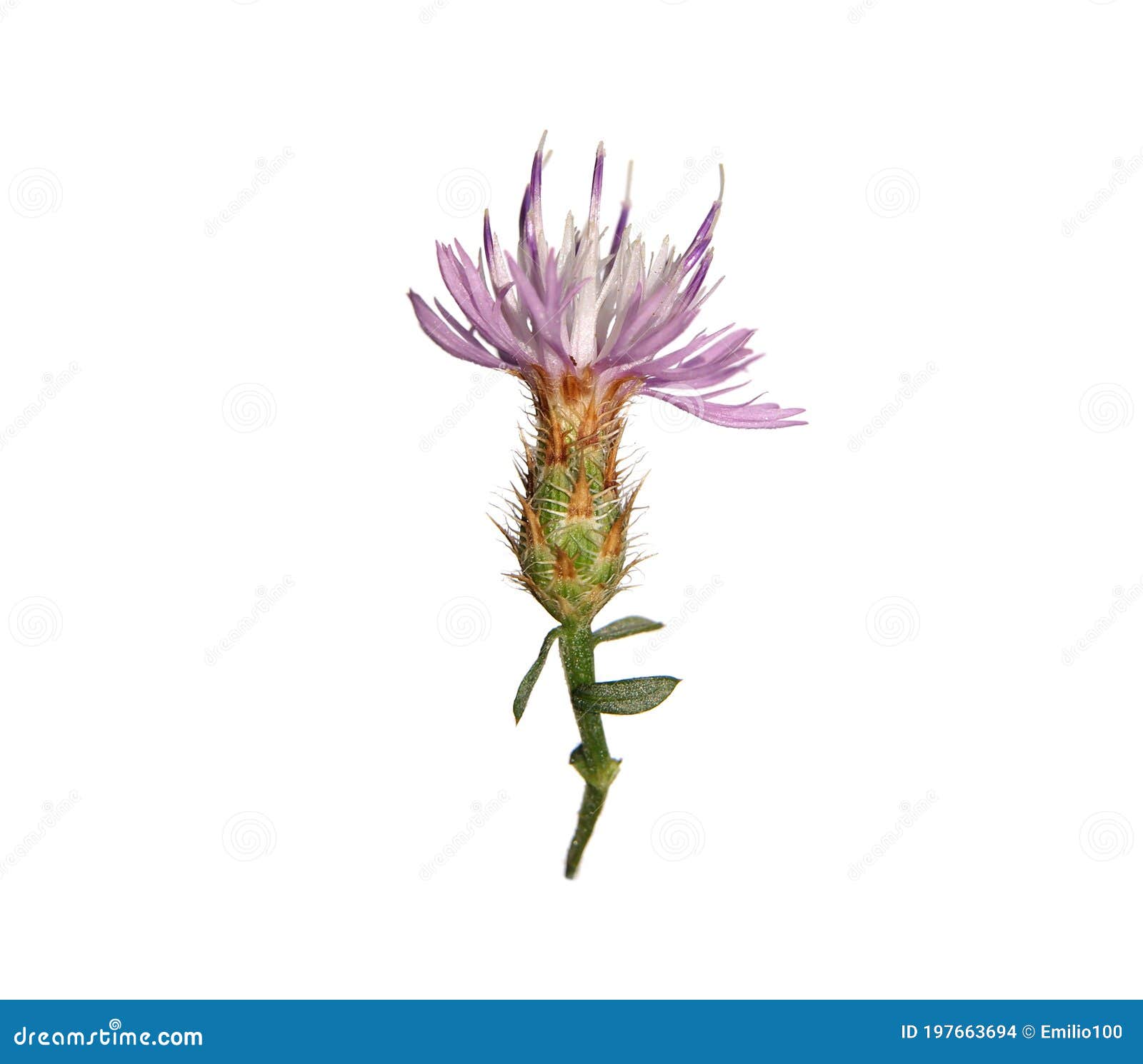 Diffuse Knapweed