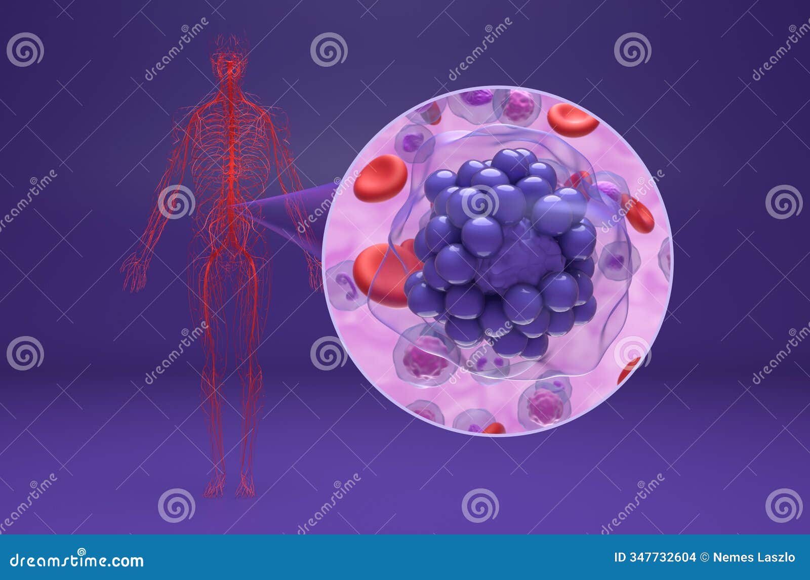 Lymphocytes Make Up From 20 To 40 Percent Of The Total Number Of ...