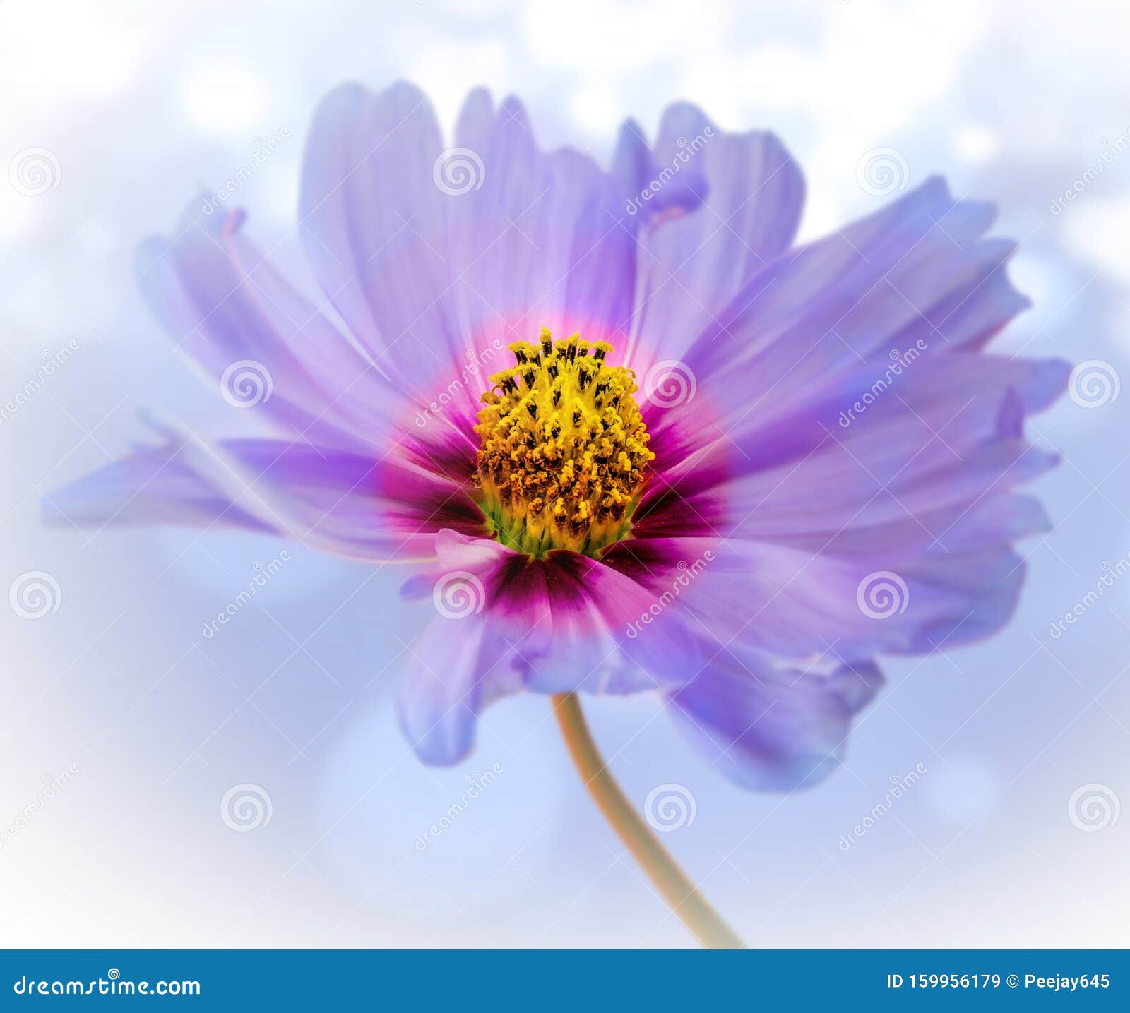 Diffused blue Cosmos stock image. Image of photographs - 159956179