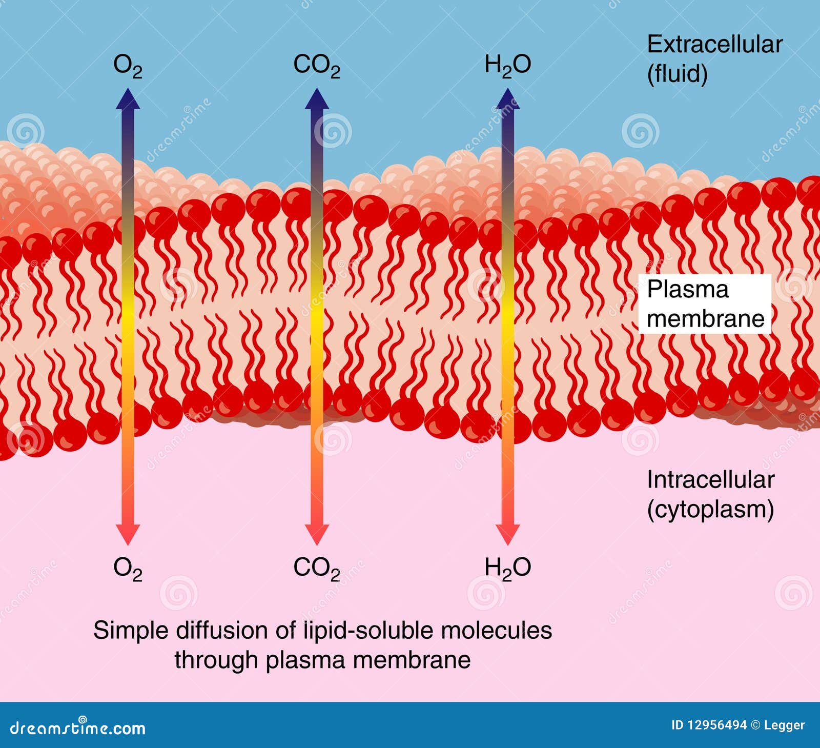 Diffusion Durch Plasmamembrane Vektor Abbildung - Illustration von ...