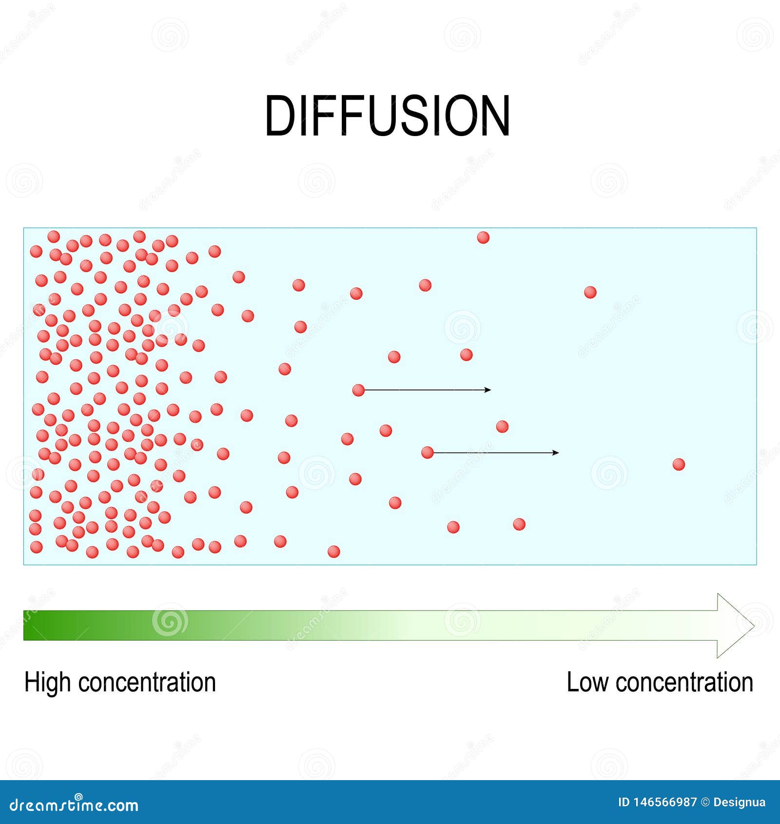 Diffusion is Movement of Molecules and Atoms from a Region of Higher ... Diffusion is Movement of Molecules and Atoms from a Region of Higher ...