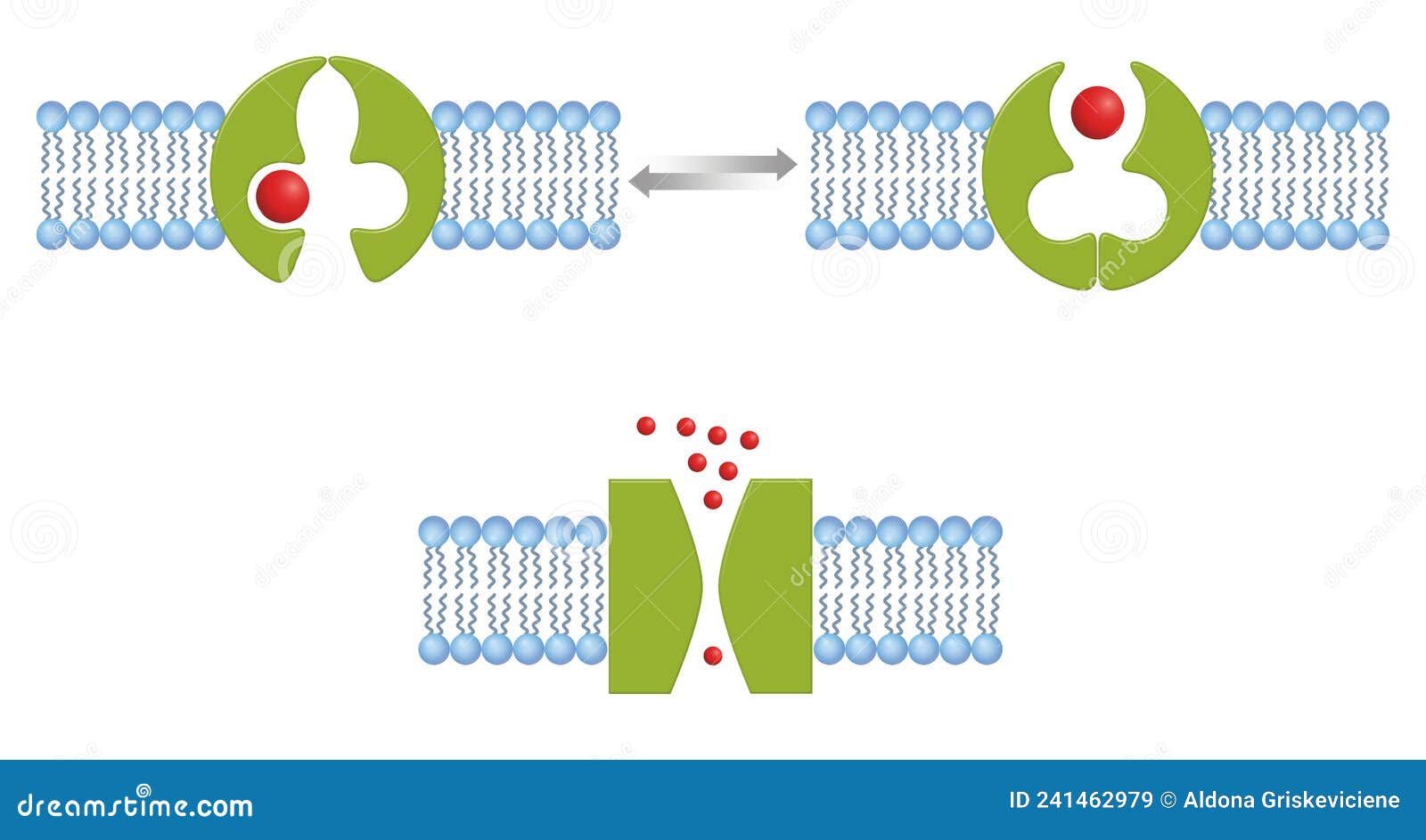 Diffusion Process. Laboratory Flasks With Water Before And After ... Diffusion Process. Laboratory Flasks With Water Before And After ...