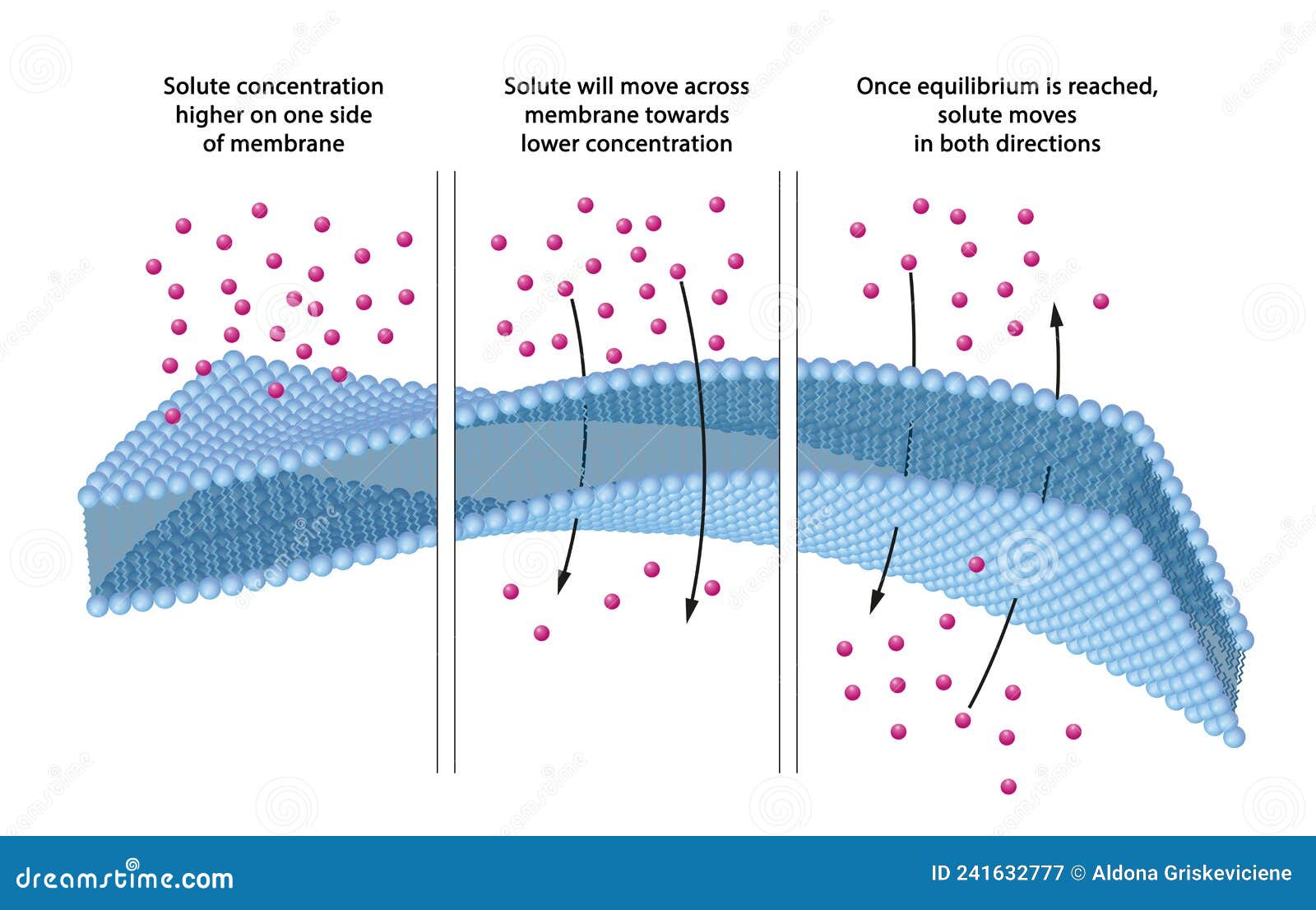 Diffusion Process. Laboratory Flasks With Water Before And After ...